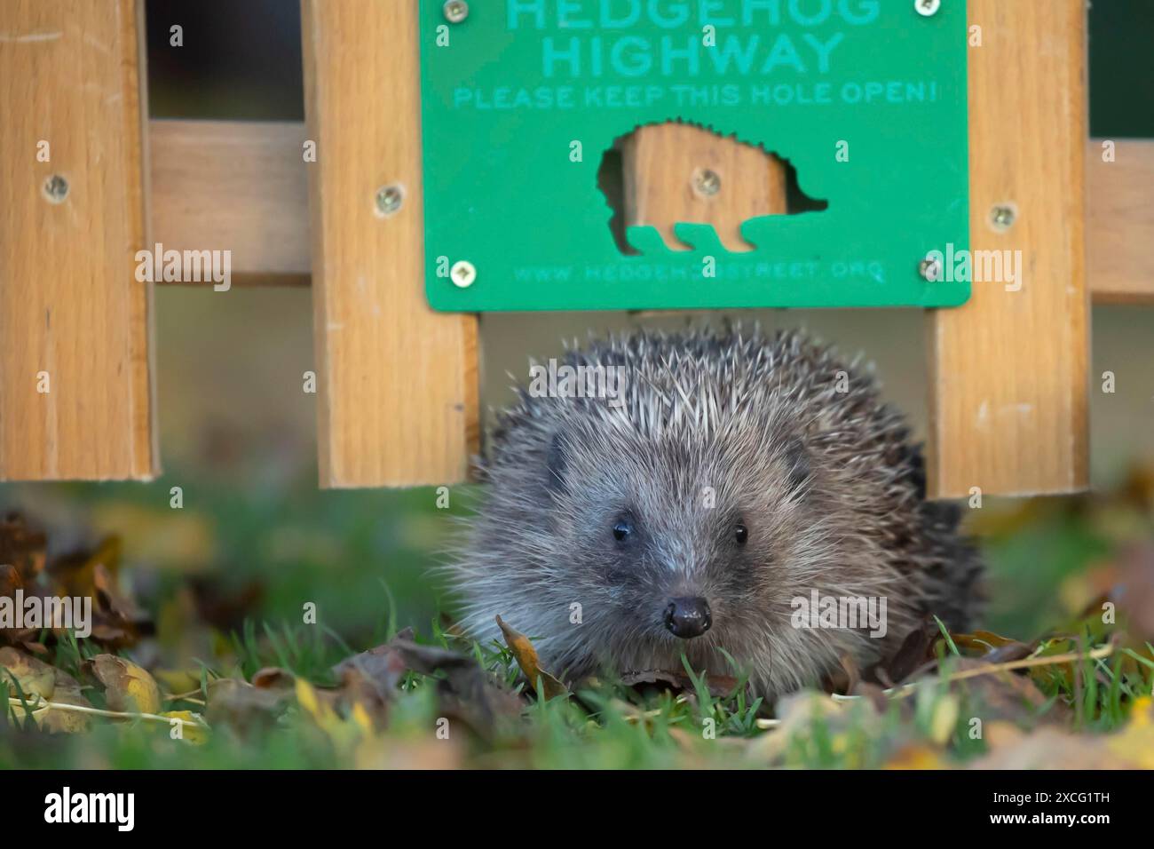 European hedgehog (Erinaceus europaeus) adult animal walking under a ...