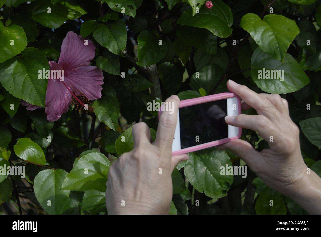 KAUAI ISLAND / HAWAII /USA Native hawaiian Hibicus flowers 15 Jan 2013 ...