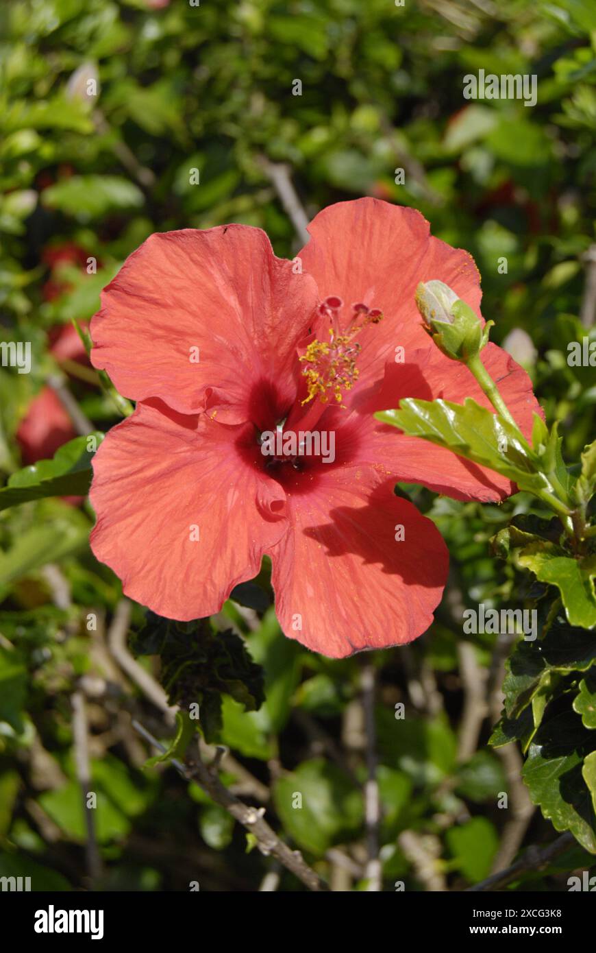 KAUAI ISLAND / HAWAII /USA Native hawaiian Hibicus flowers 15 Jan 2013 ...