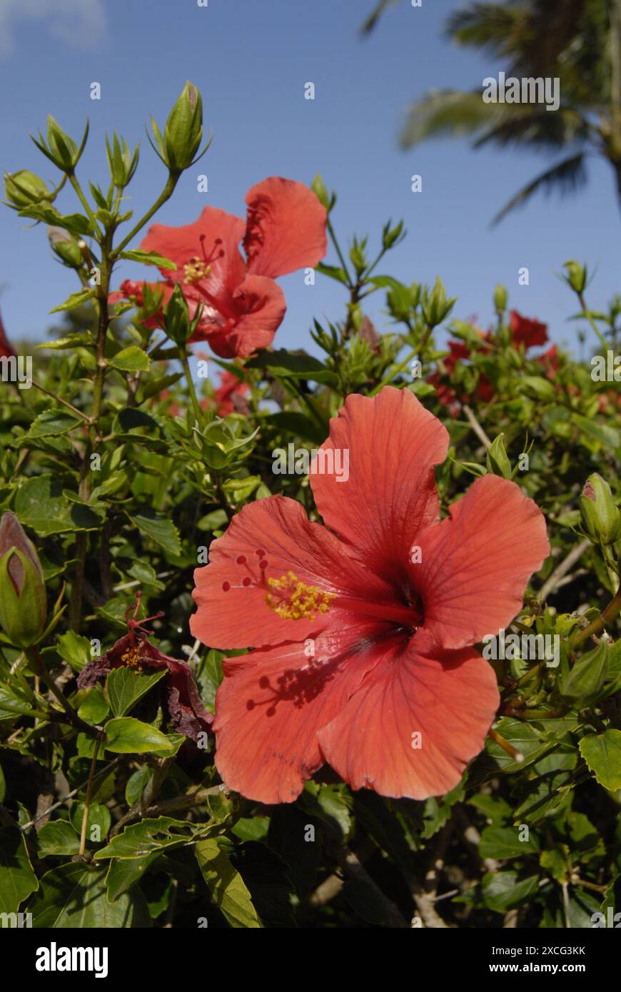 KAUAI ISLAND / HAWAII /USA Native hawaiian Hibicus flowers 15 Jan 2013 ...