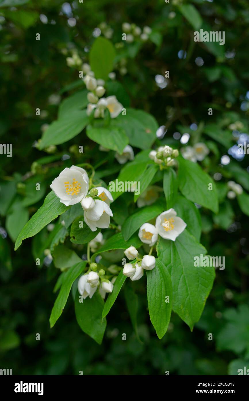 Flowering jasmine (Jasminum), urban greening, biodiversity, biotope ...