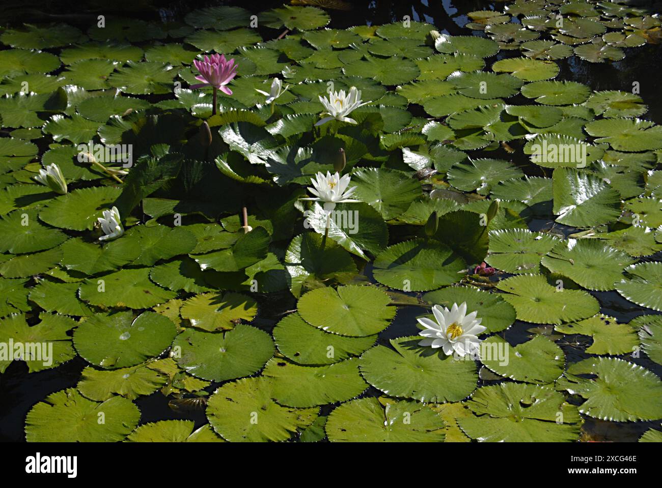 Fish pomnd hi-res stock photography and images - Alamy