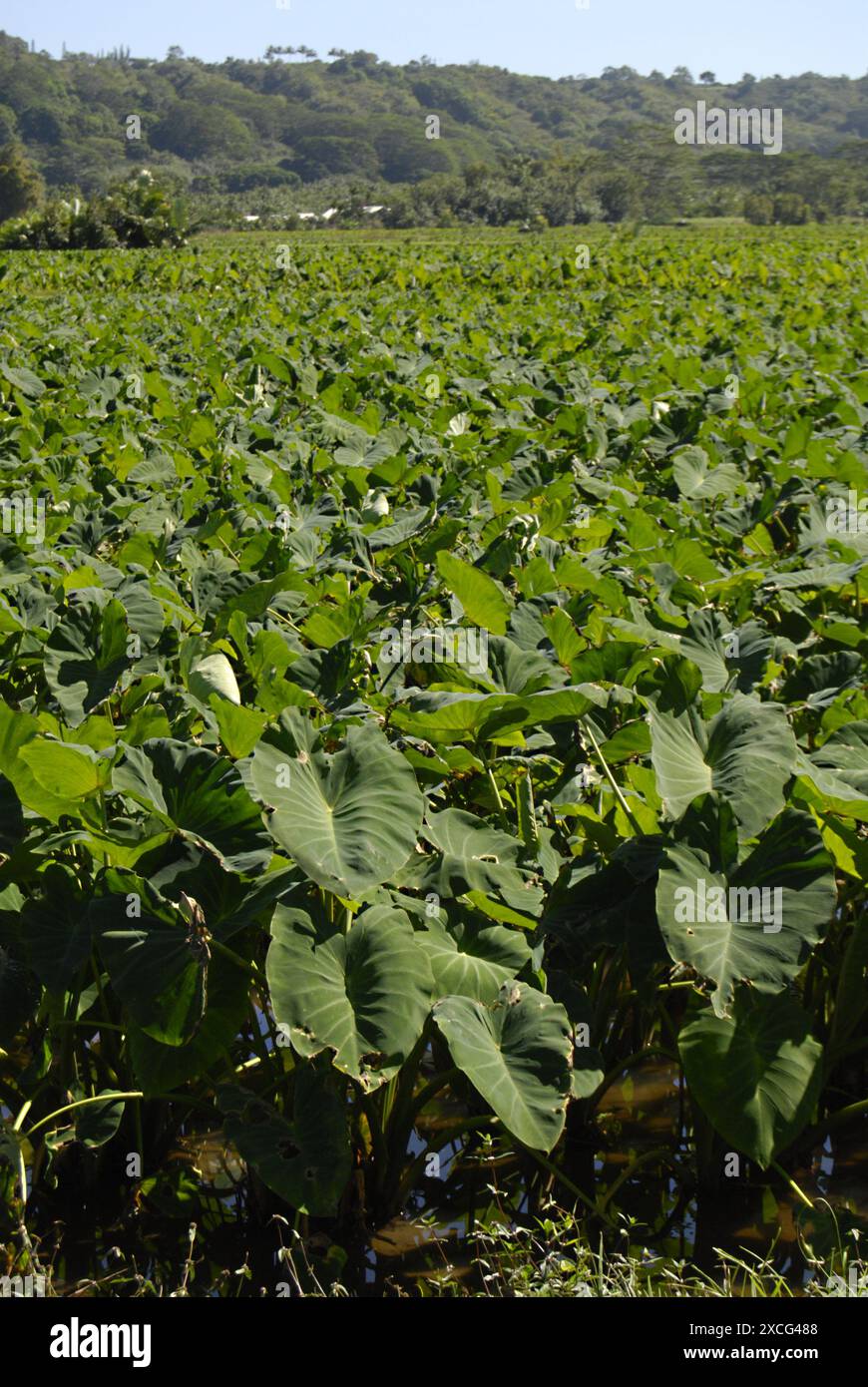 KAUAI ISLAND / HAWAII /USA Native Hawiian food tarros fields local ...