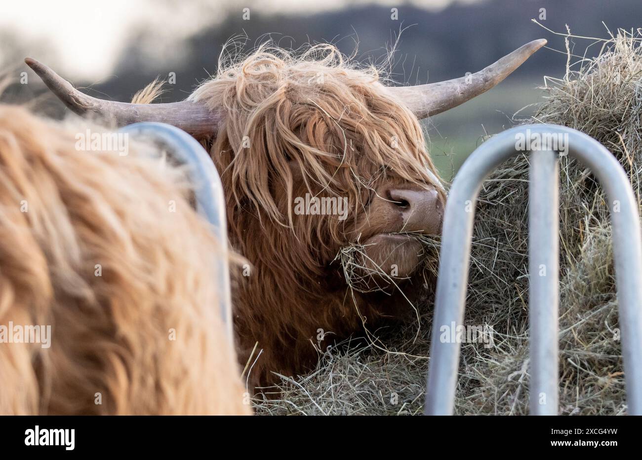 Shaggy higland cow in Derbyshire Dales Stock Photo - Alamy
