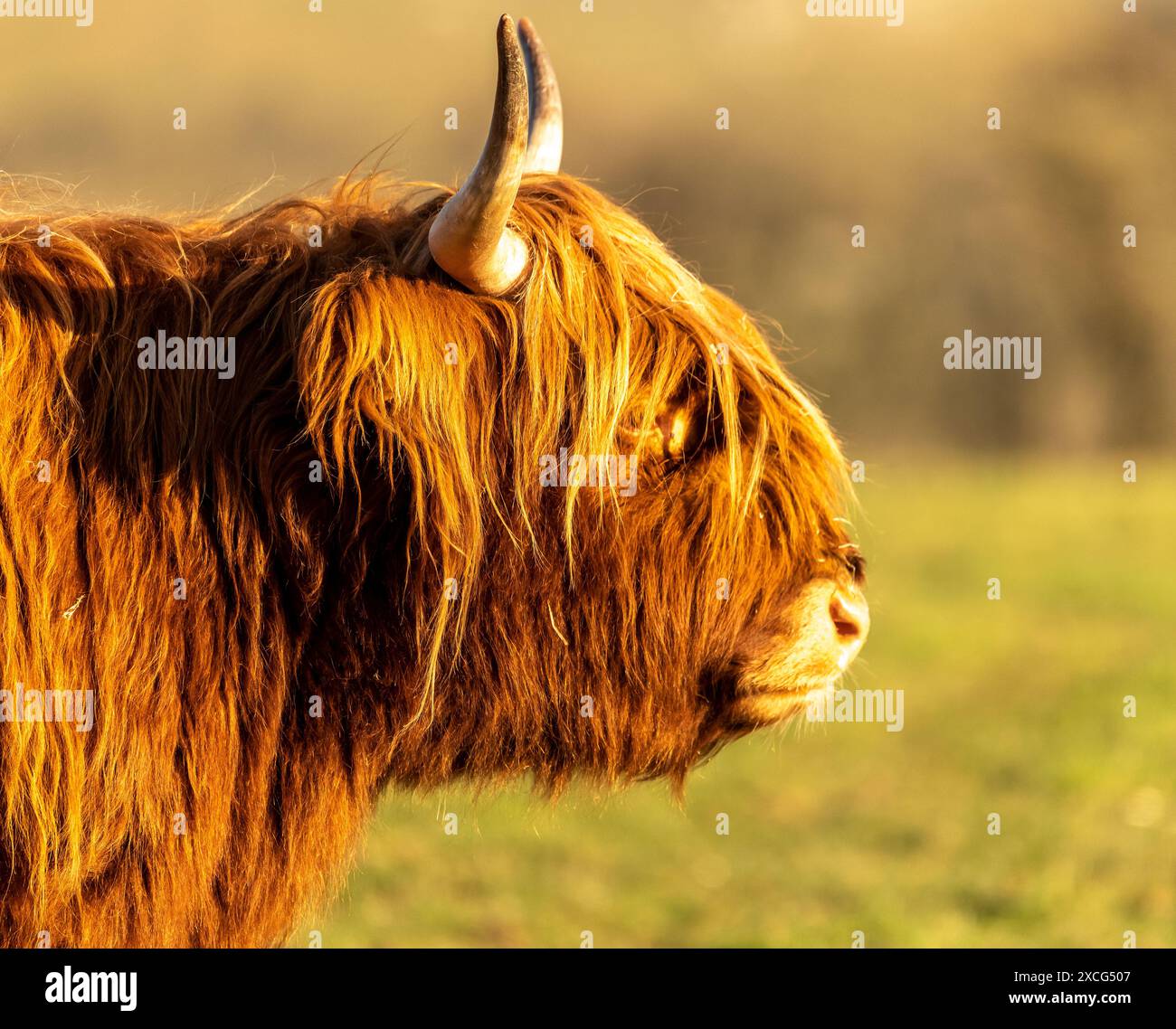 Shaggy coated cow hi-res stock photography and images - Alamy