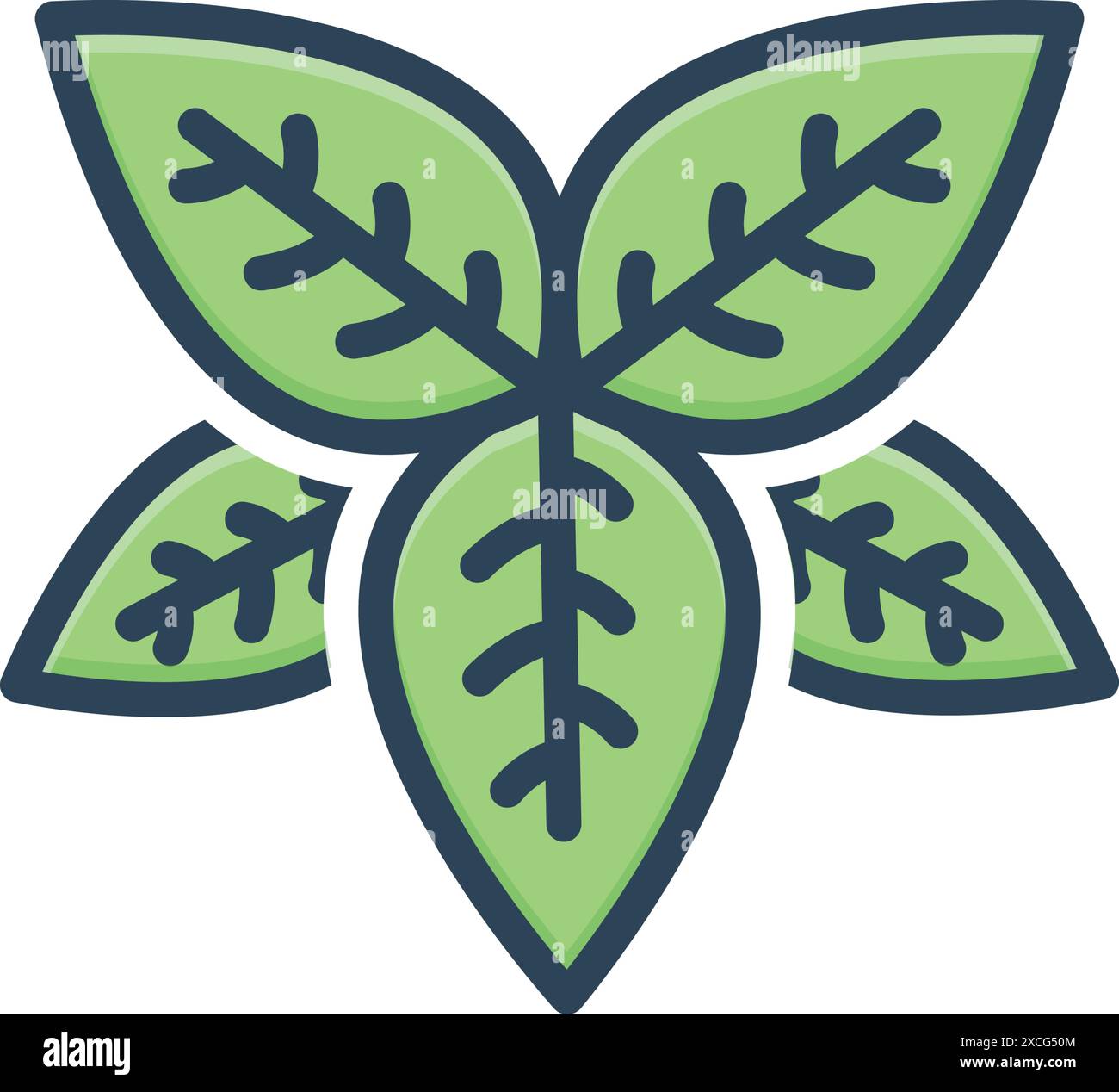 Tulsi illustration hi-res stock photography and images - Alamy