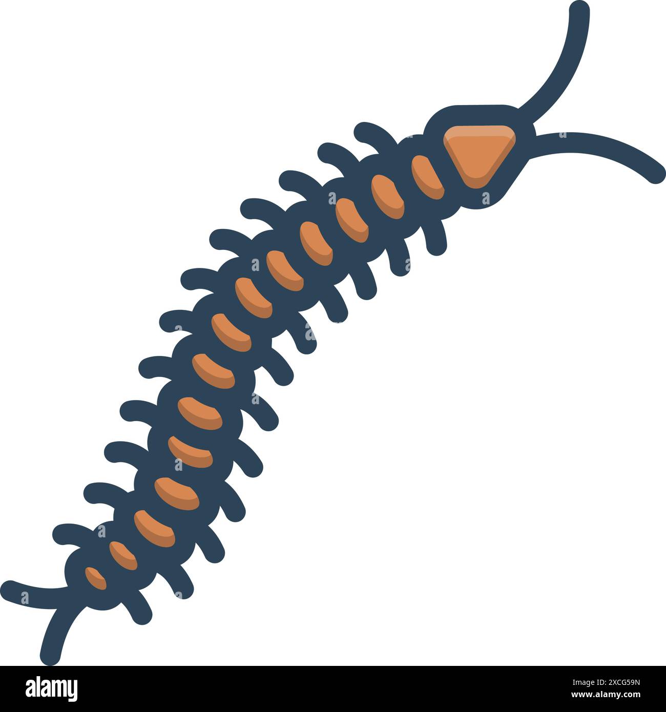 Millipede vector vectors hi-res stock photography and images - Alamy
