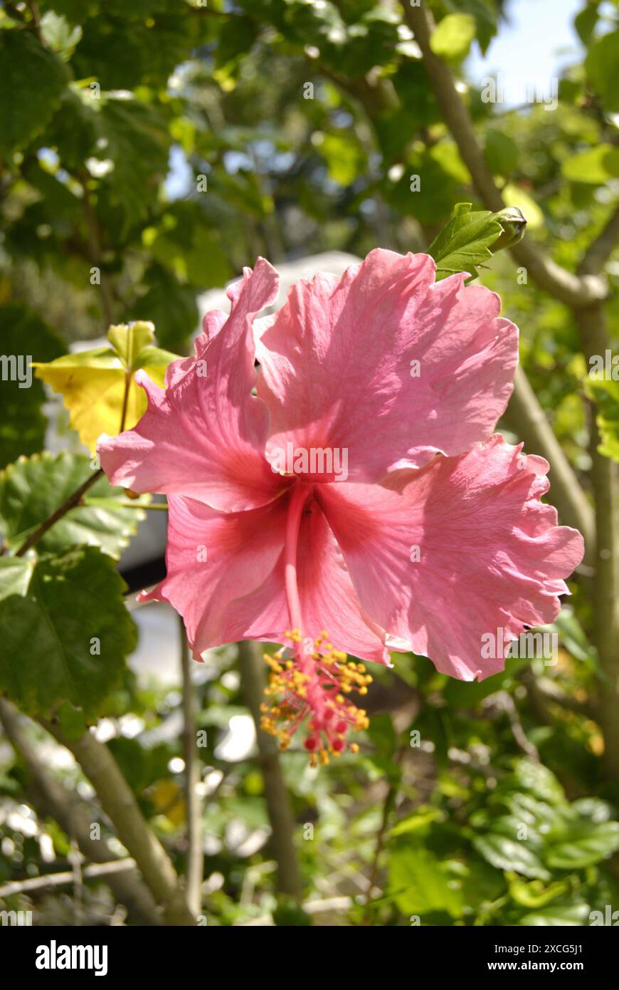 KAUAI ISLAND / HAWAII /USA Native hawaiian Hibicus flowers 15 Jan 2013 ...