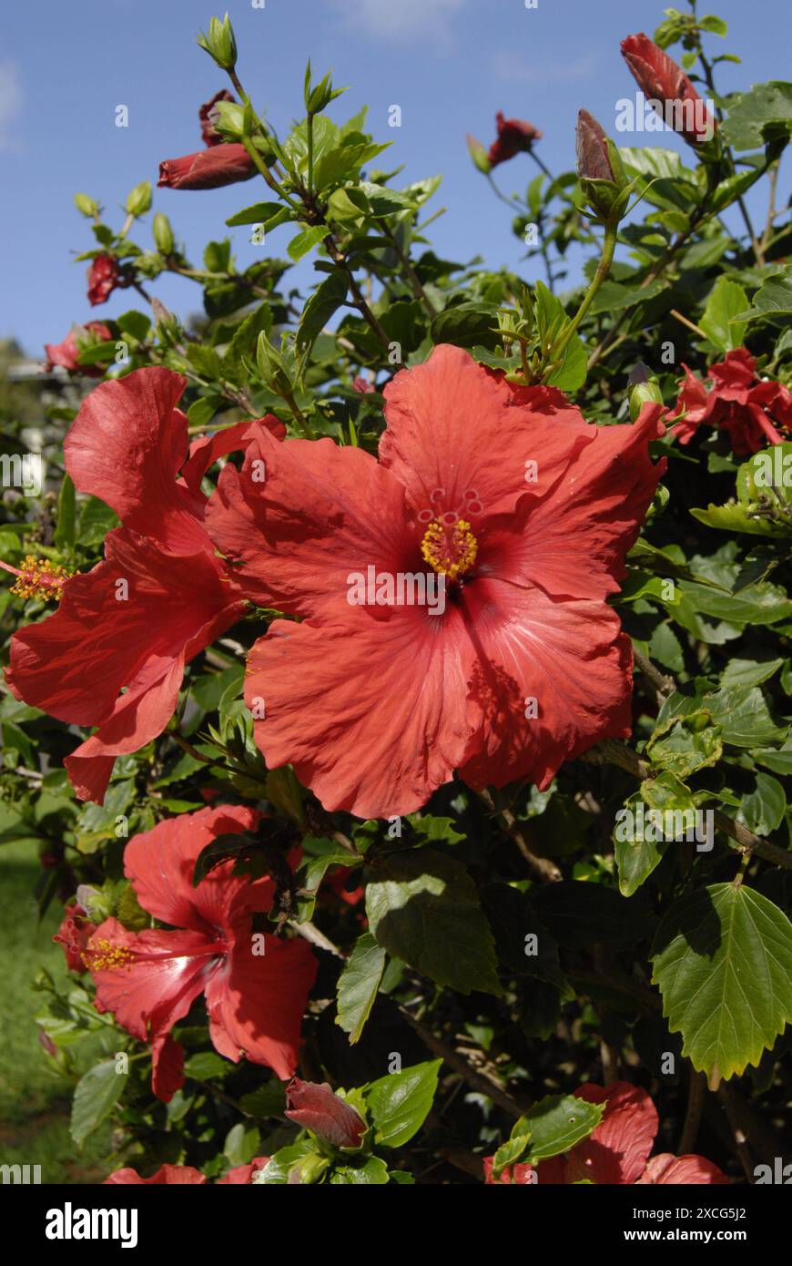 KAUAI ISLAND / HAWAII /USA Native hawaiian Hibicus flowers 15 Jan 2013 ...