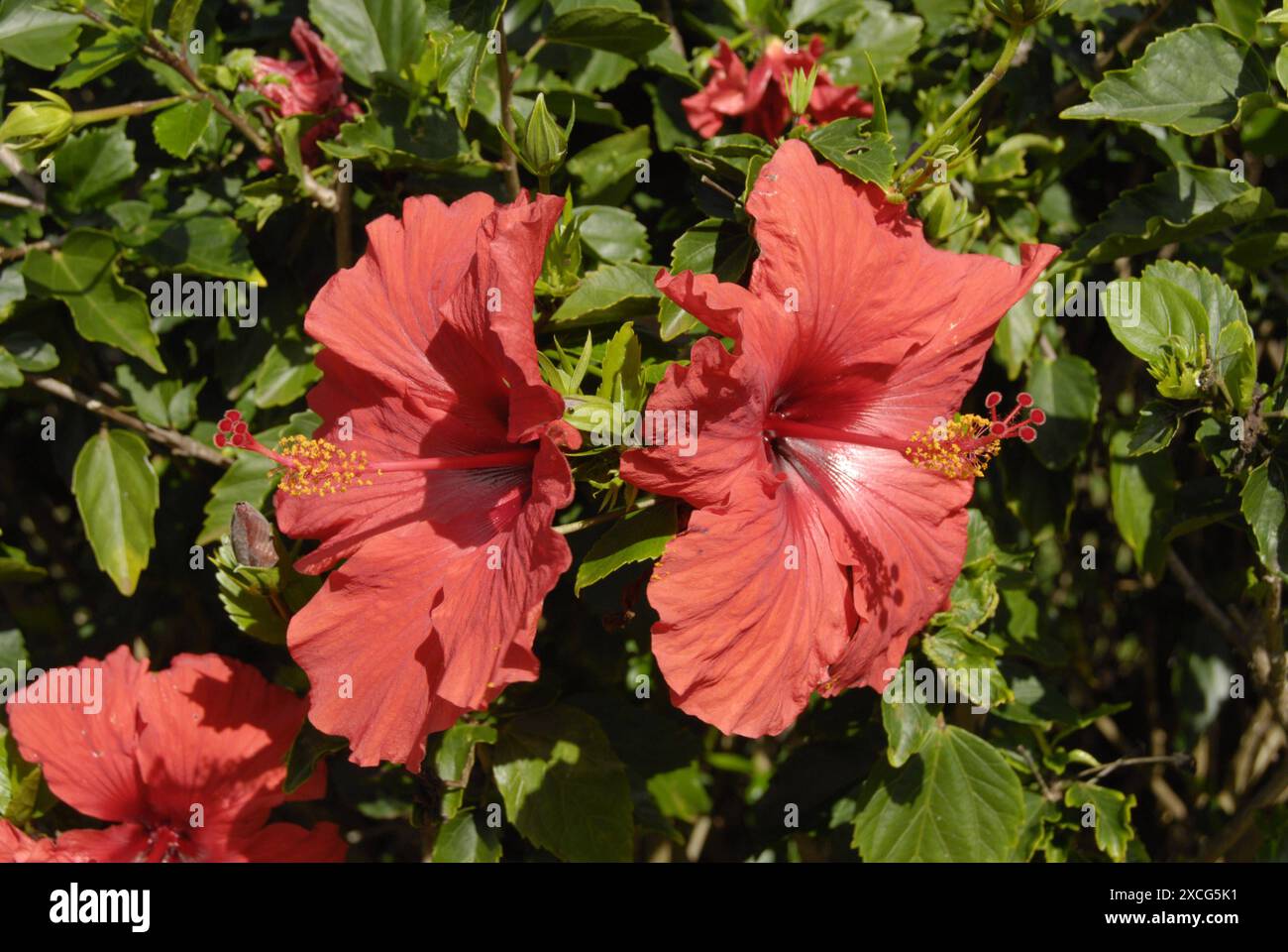 KAUAI ISLAND / HAWAII /USA Native hawaiian Hibicus flowers 15 Jan 2013 ...