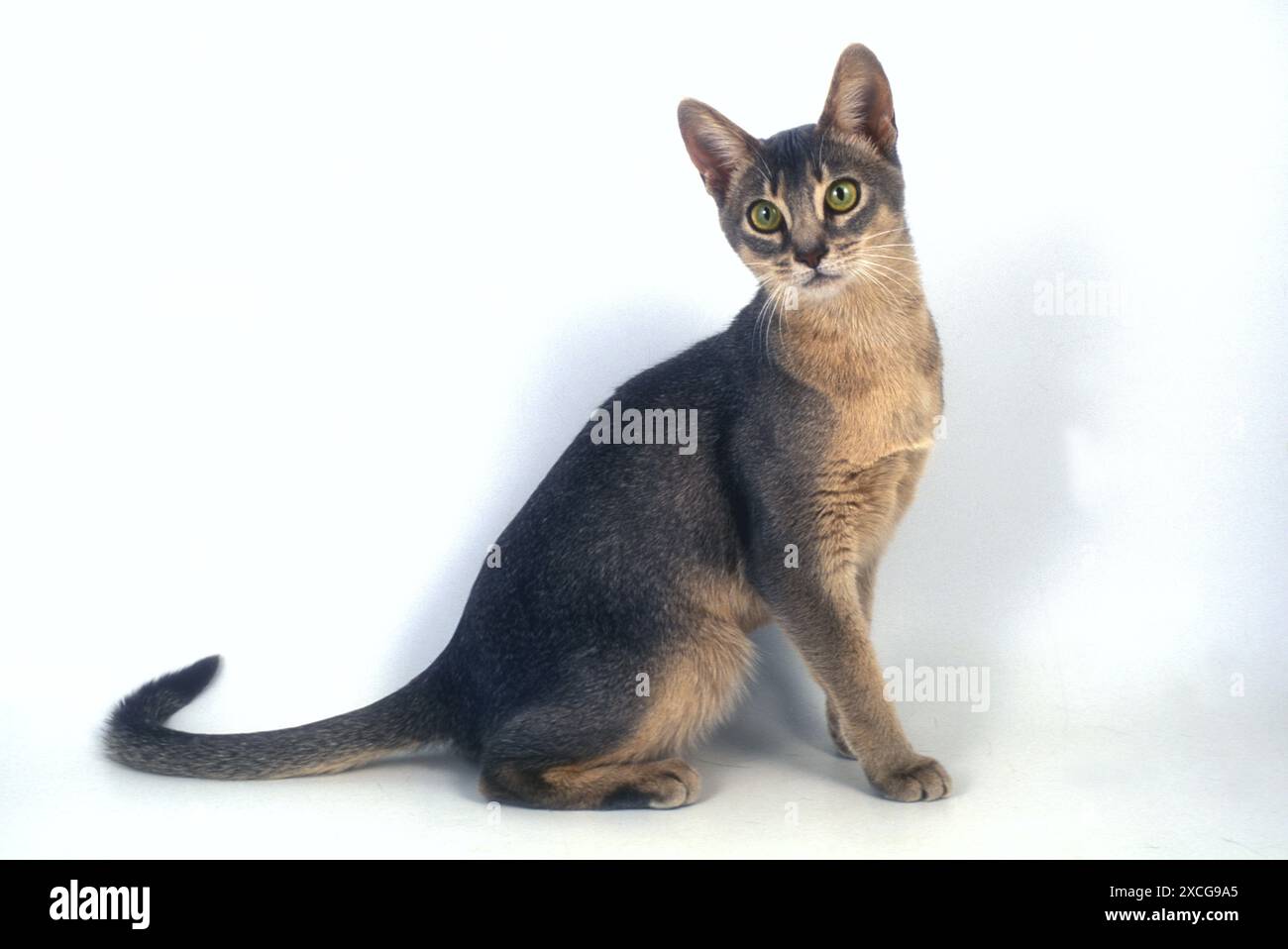 Blue Abyssinian Cats Stock Photo - Alamy