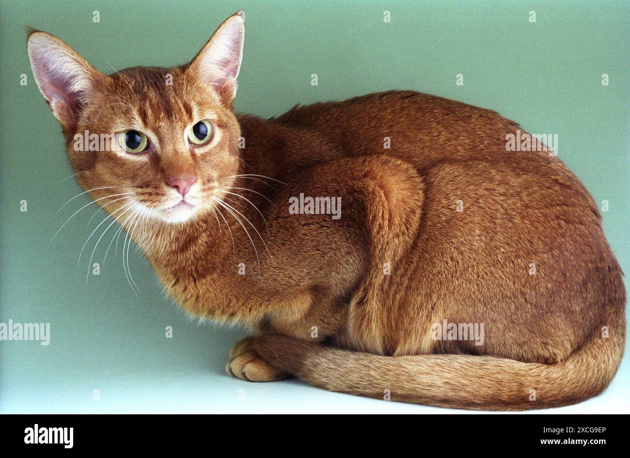 Abyssinian breed hi-res stock photography and images - Alamy