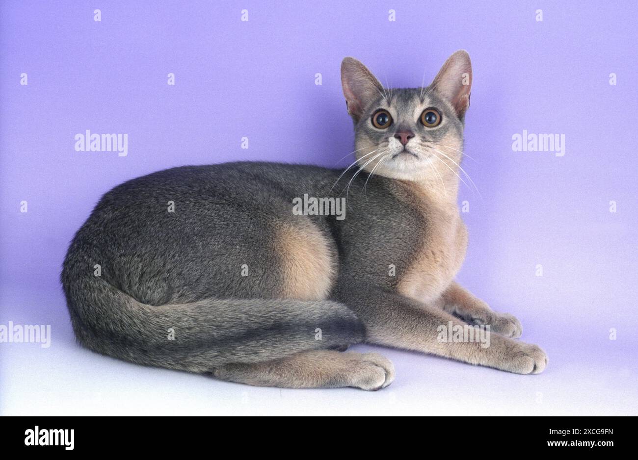 Blue Abyssinian Cats Stock Photo - Alamy