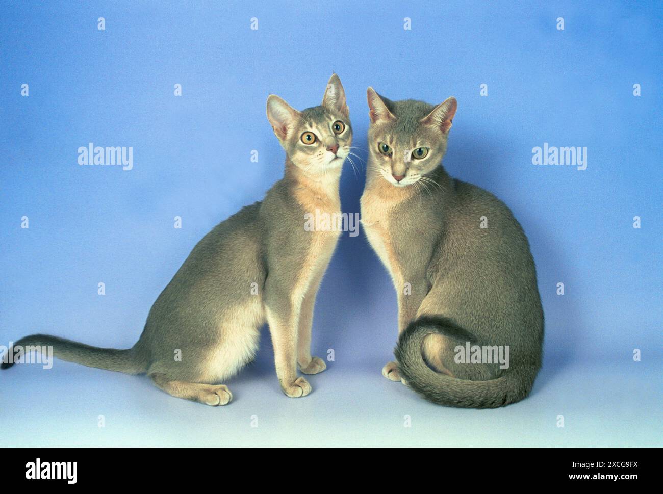 Cfa cat hi-res stock photography and images - Alamy