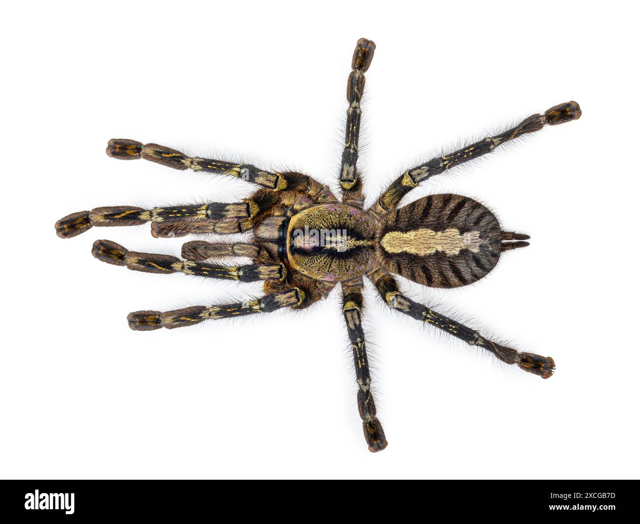 Female Poecilotheria ornata aka fringed ornamental tarantula or Ornate ...