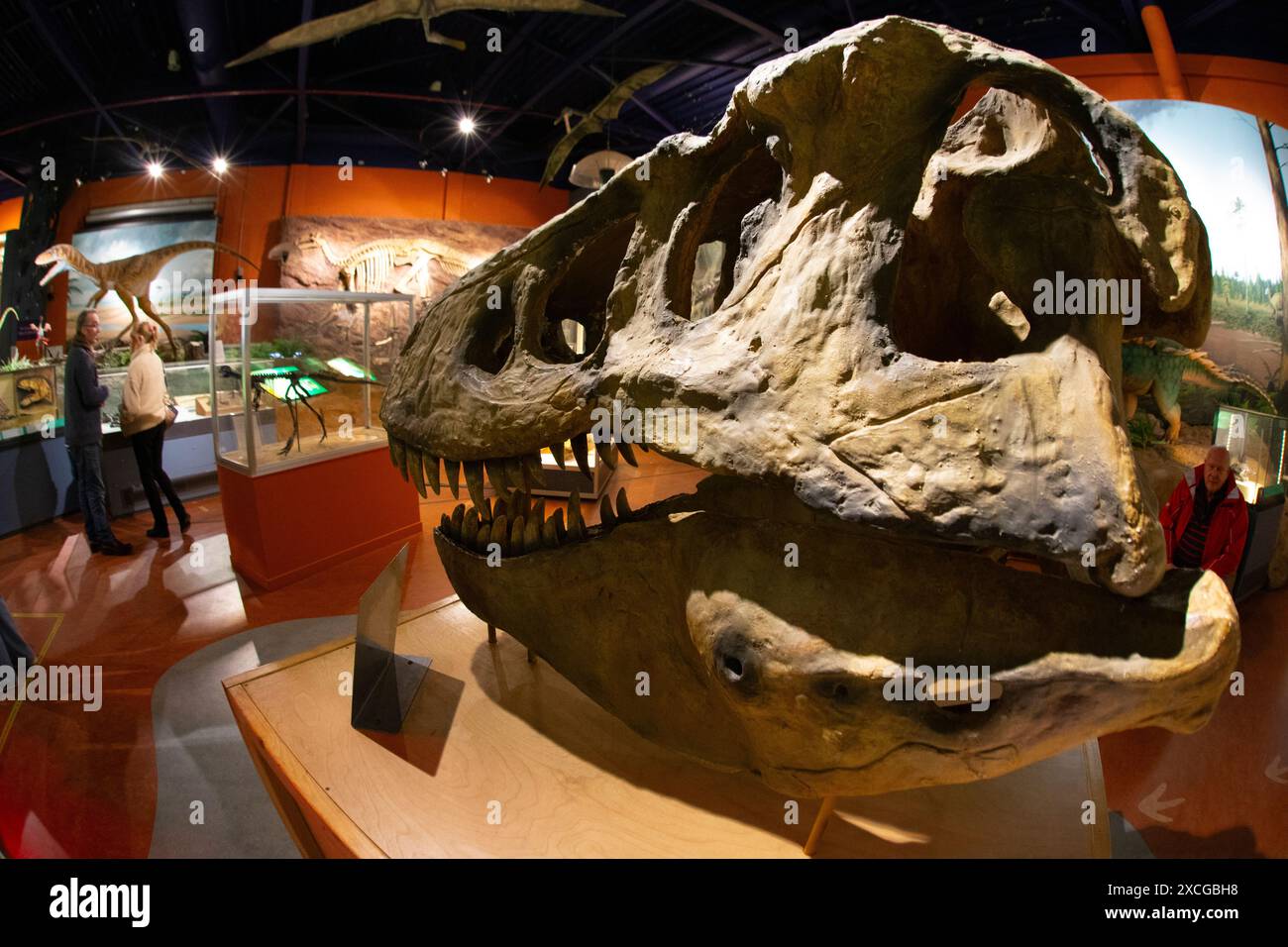 Paleontology,Fossils, Jurassic Coast, Dinosaur Isle, Island,Sandown ...