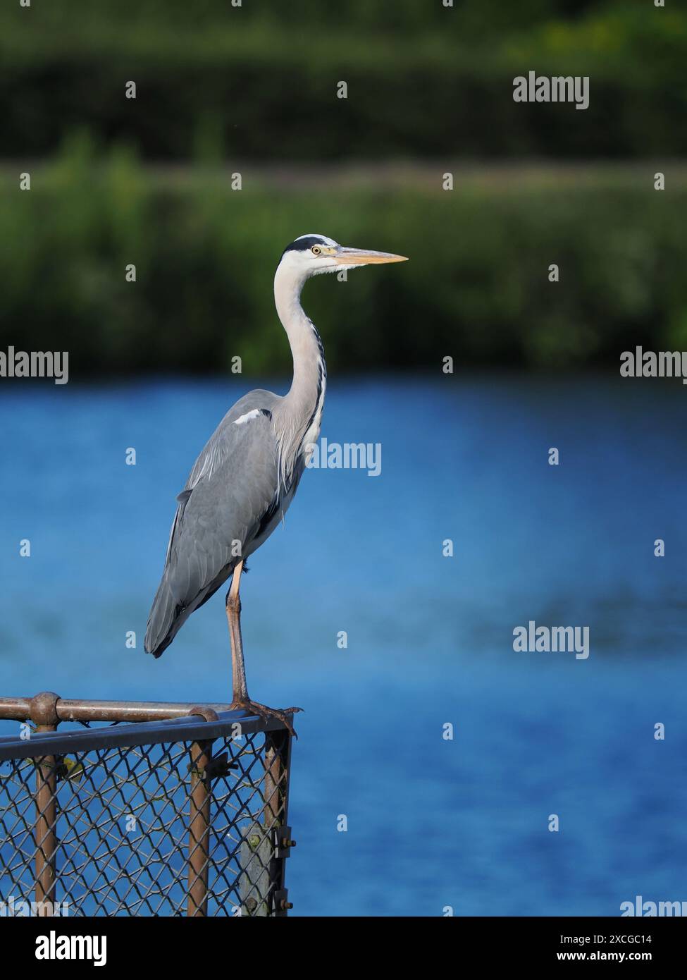 Diet of water invertebrates hi-res stock photography and images - Alamy