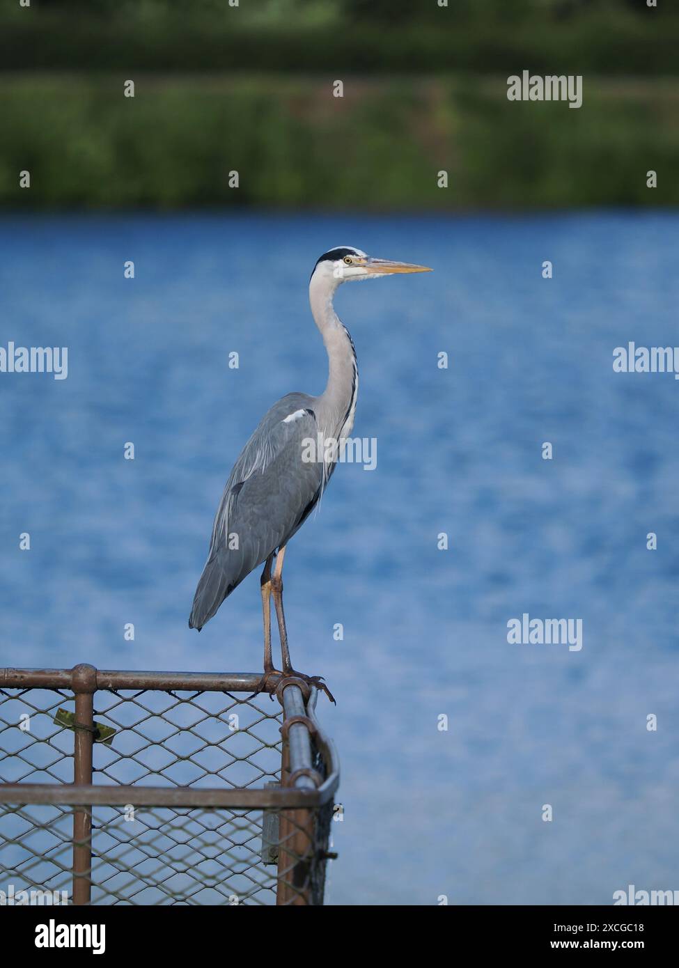 Grey heron, a large long legged heron, the legs used when wading ...