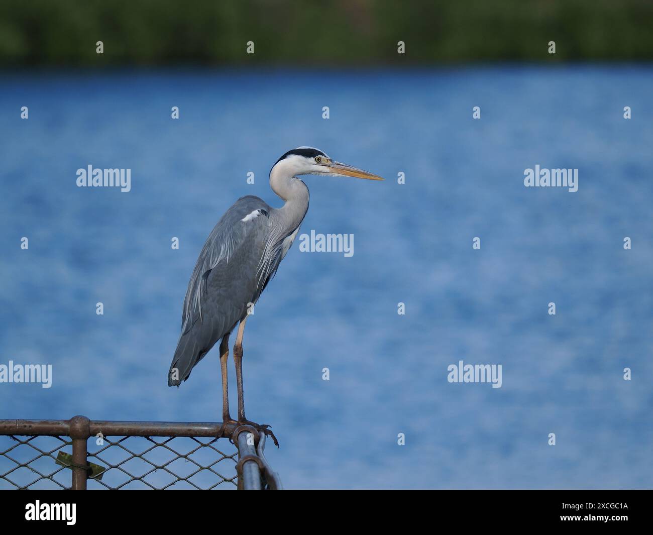 Grey heron, a large long legged heron, the legs used when wading ...