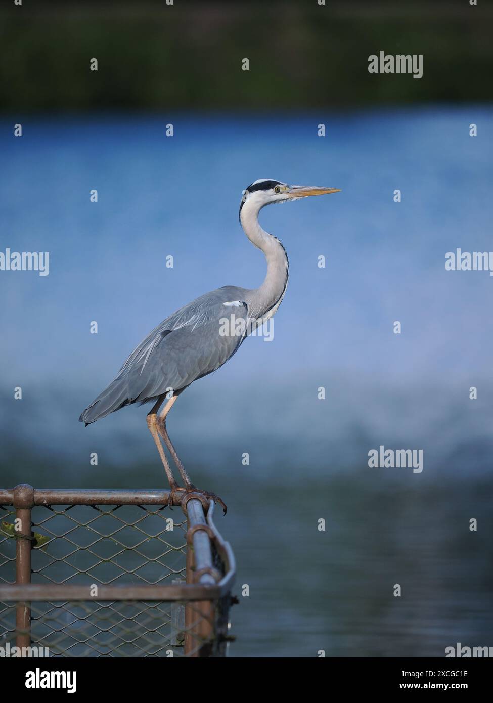 Grey heron, a large long legged heron, the legs used when wading ...