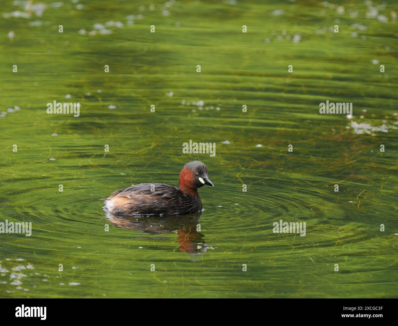 Adult little grebe post breeding, one of a pair that raised 4 chicks, a ...