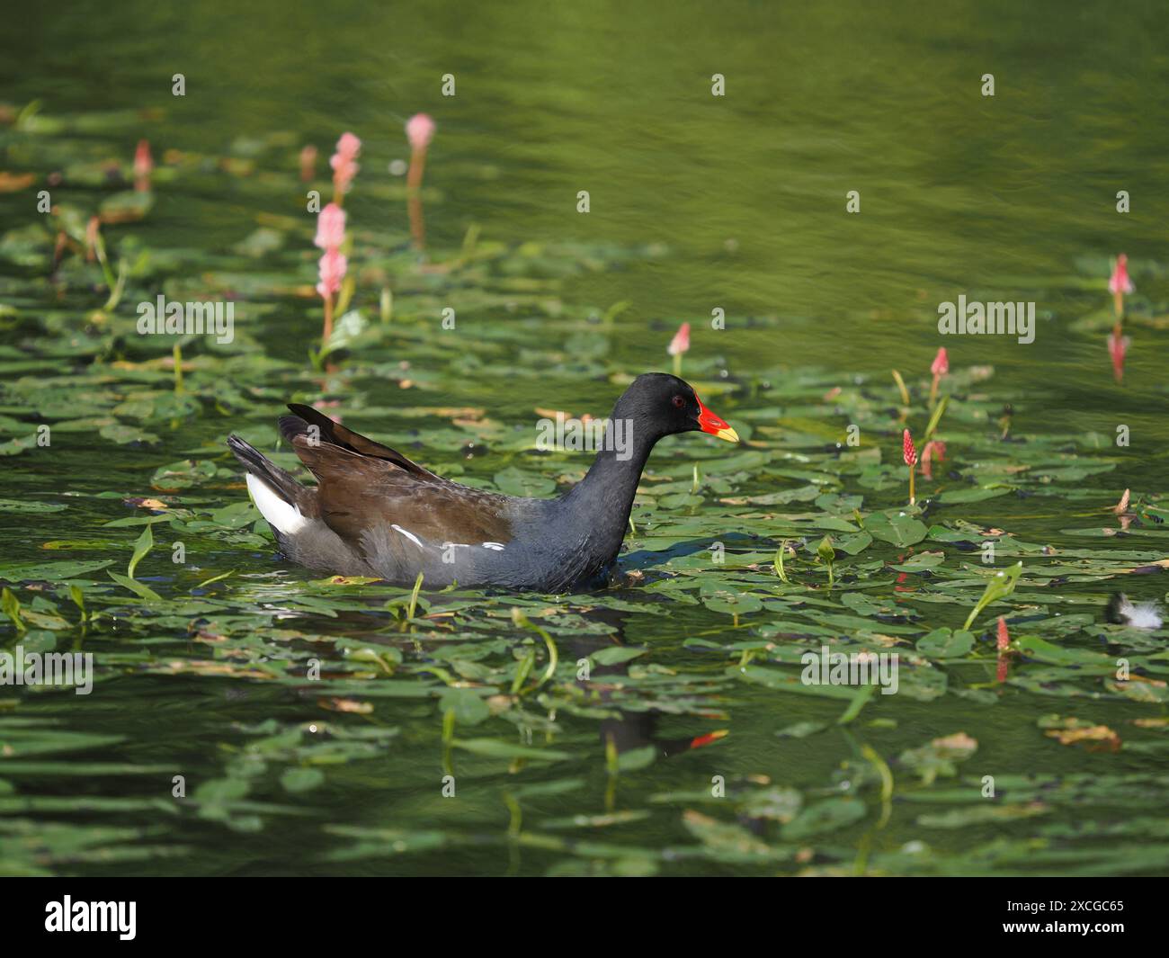Moorhen, a very common British water bird, so common it is often ...