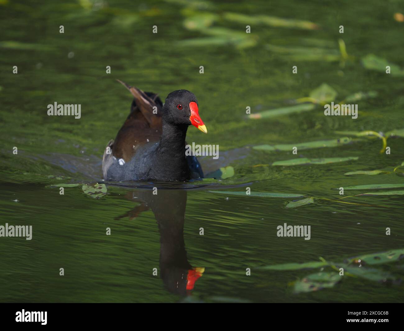 Moorhen, a very common British water bird, so common it is often ...