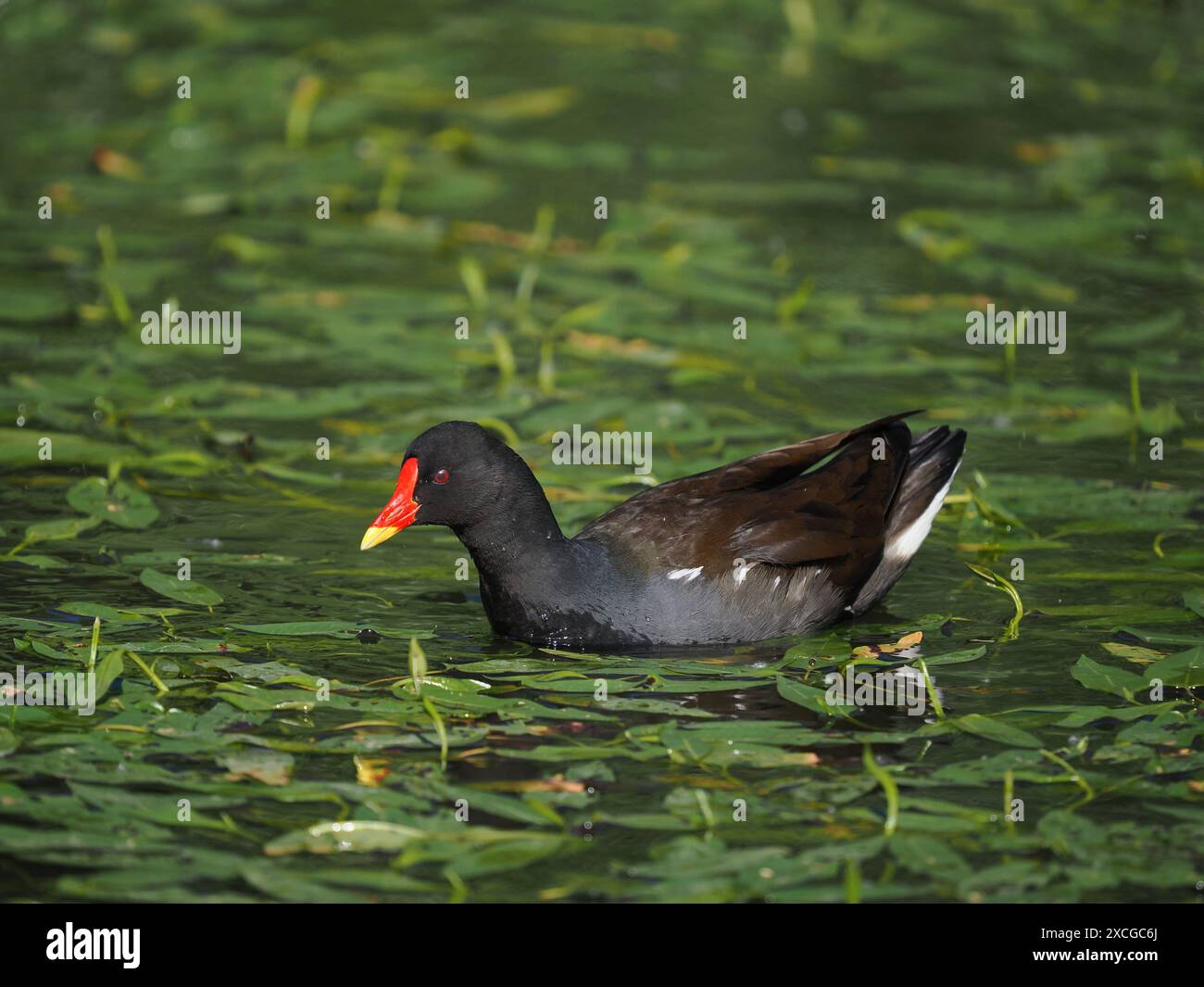 Moorhen, a very common British water bird, so common it is often ...