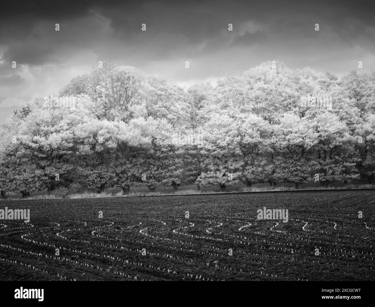 A black and white image of a recently sown crop field in late spring at ...