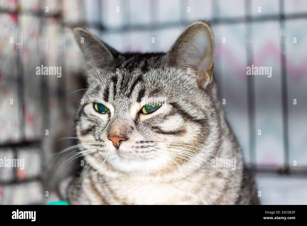 Sad gray cat with catheter on paw close up Stock Photo - Alamy