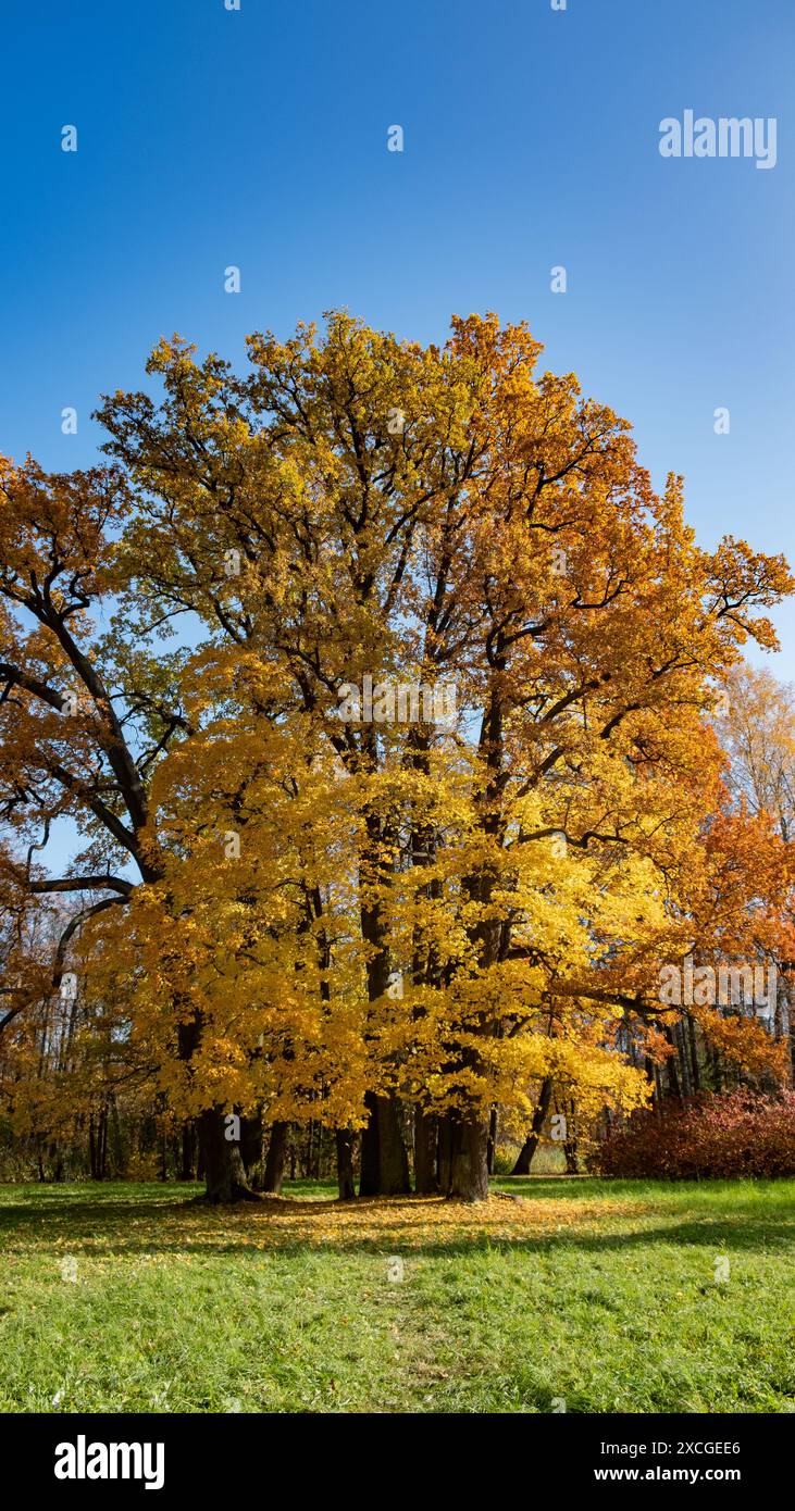 A towering oak tree in full autumn glory, its golden leaves against a ...