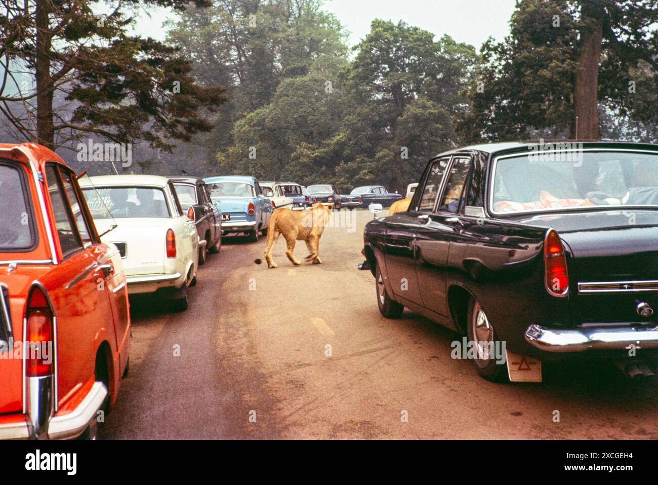 Lins walking past lines of cars at Longleat Safari and Adventure Park ...