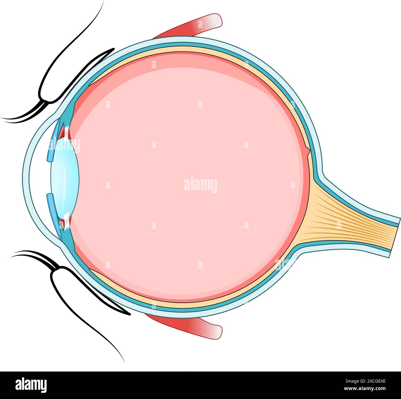 Eye anatomy. Cross section of a Human eyeball. Diagram for education ...