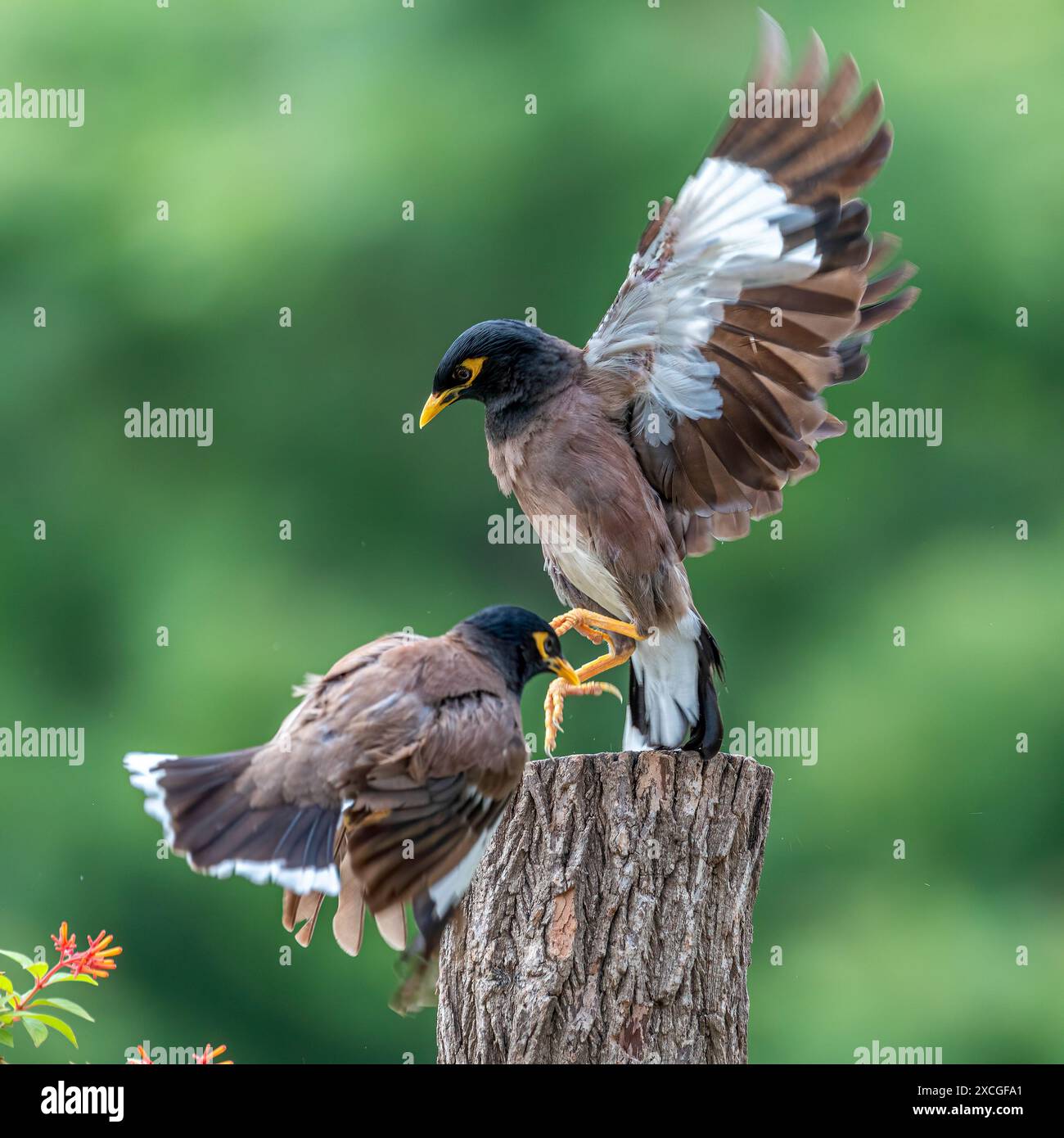A combat between the birds CHANDIGARH, INDIA HILARIOUS IMAGES show a ...