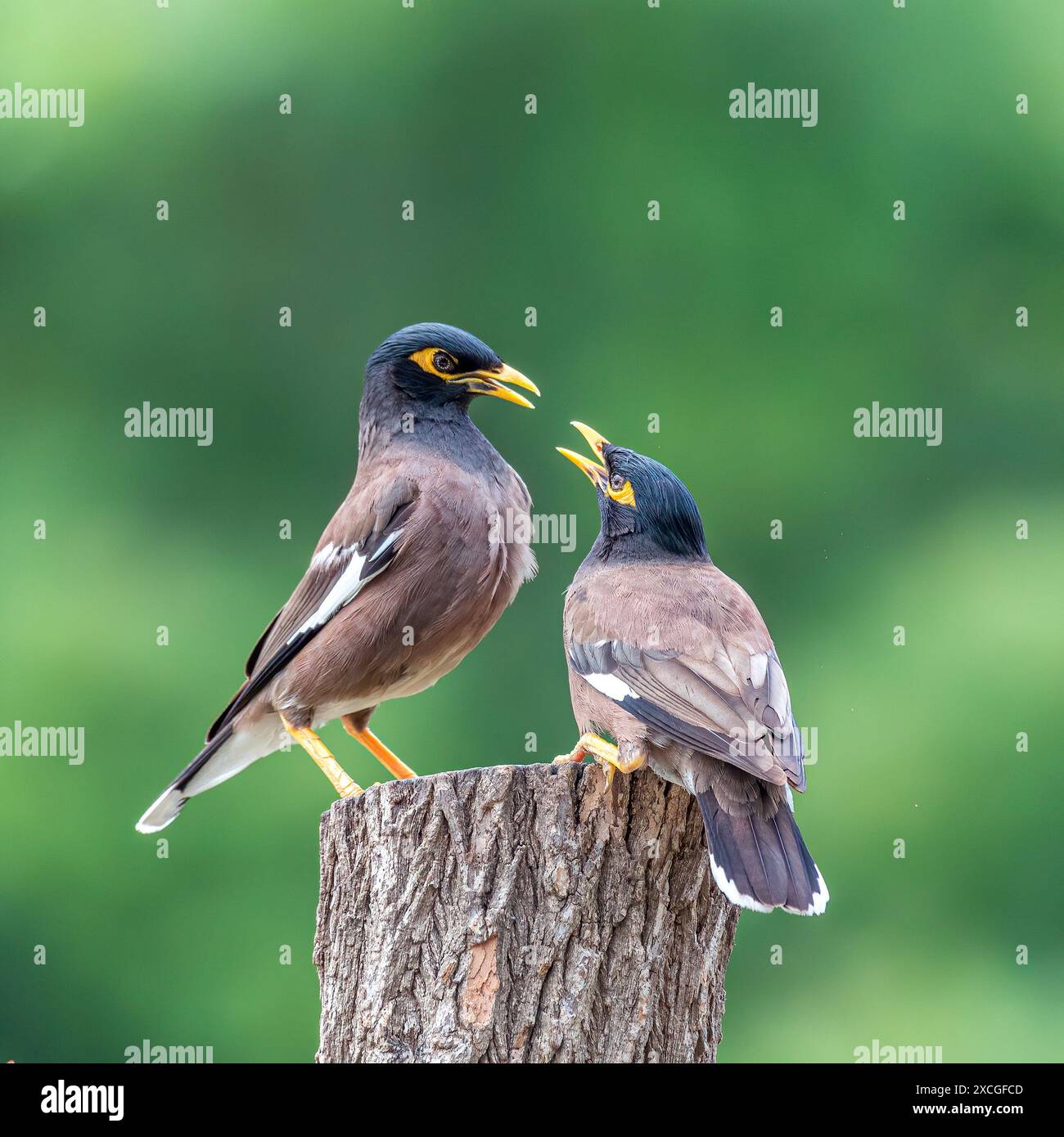 The mynas argue CHANDIGARH, INDIA HILARIOUS IMAGES show a myna bird ...