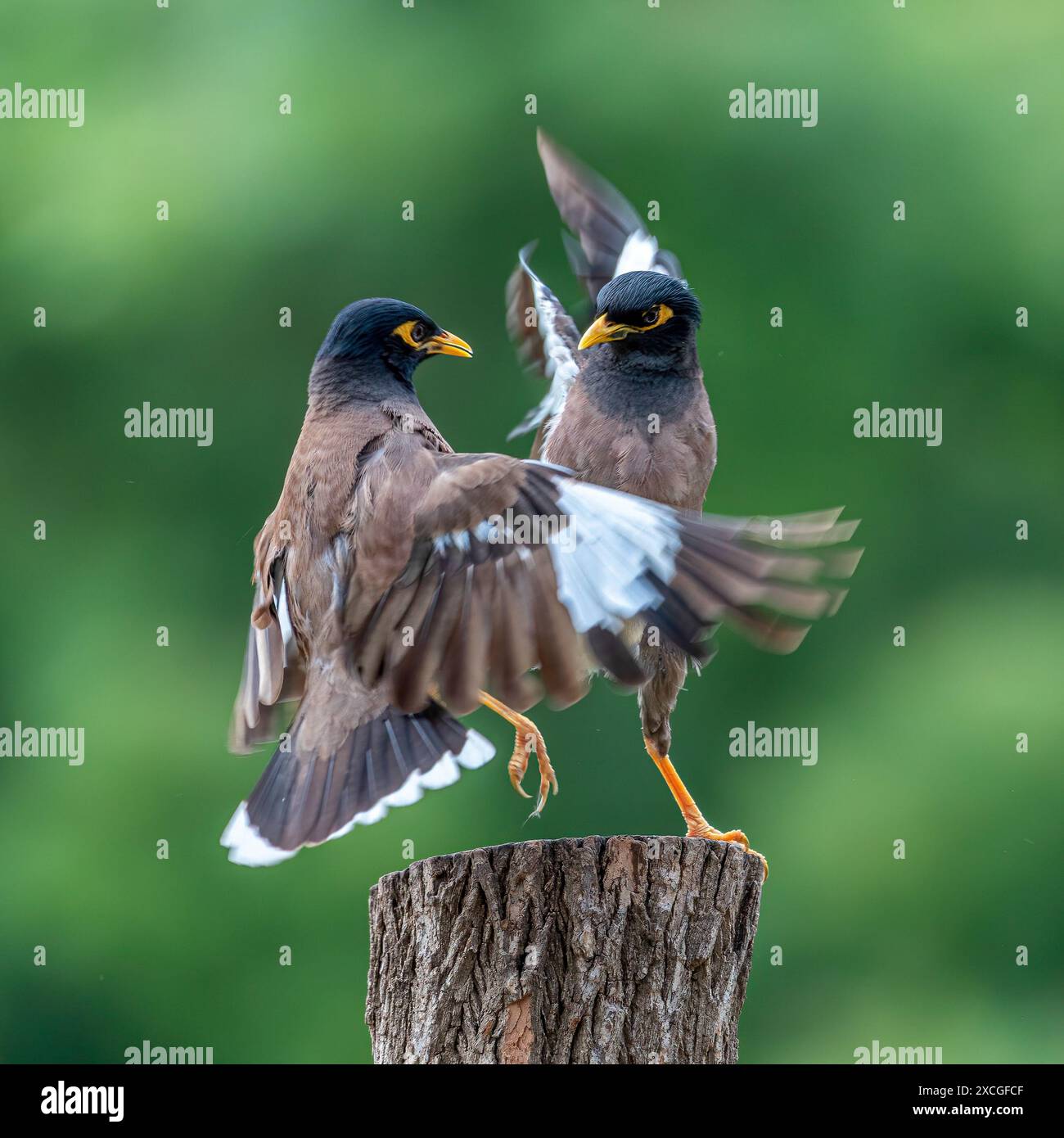 The birds engaged in a dance of combat CHANDIGARH, INDIA HILARIOUS ...