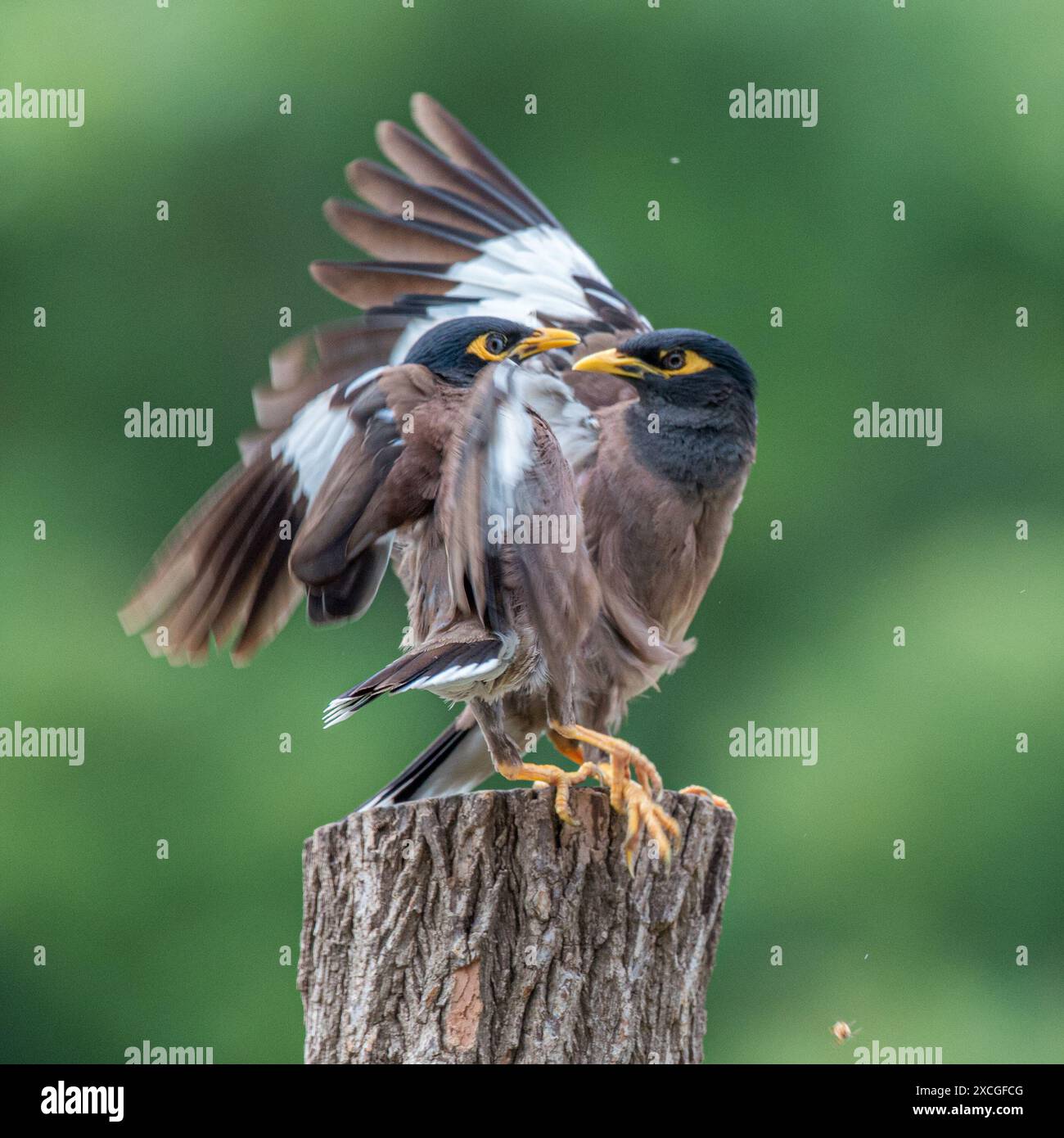 The mynas fight on a tree stump CHANDIGARH, INDIA HILARIOUS IMAGES show ...