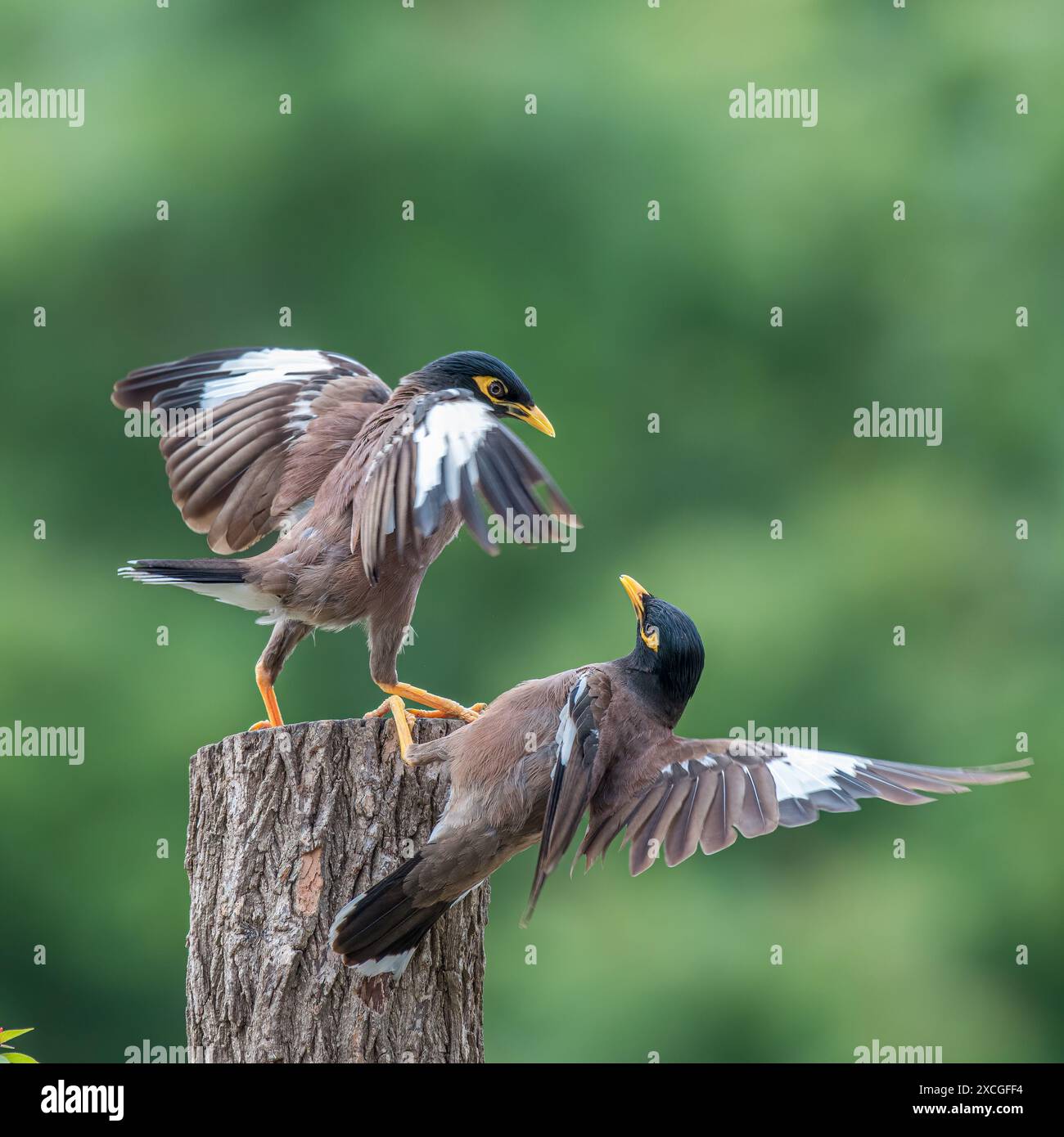 One myna is kicked off the stump CHANDIGARH, INDIA HILARIOUS IMAGES ...