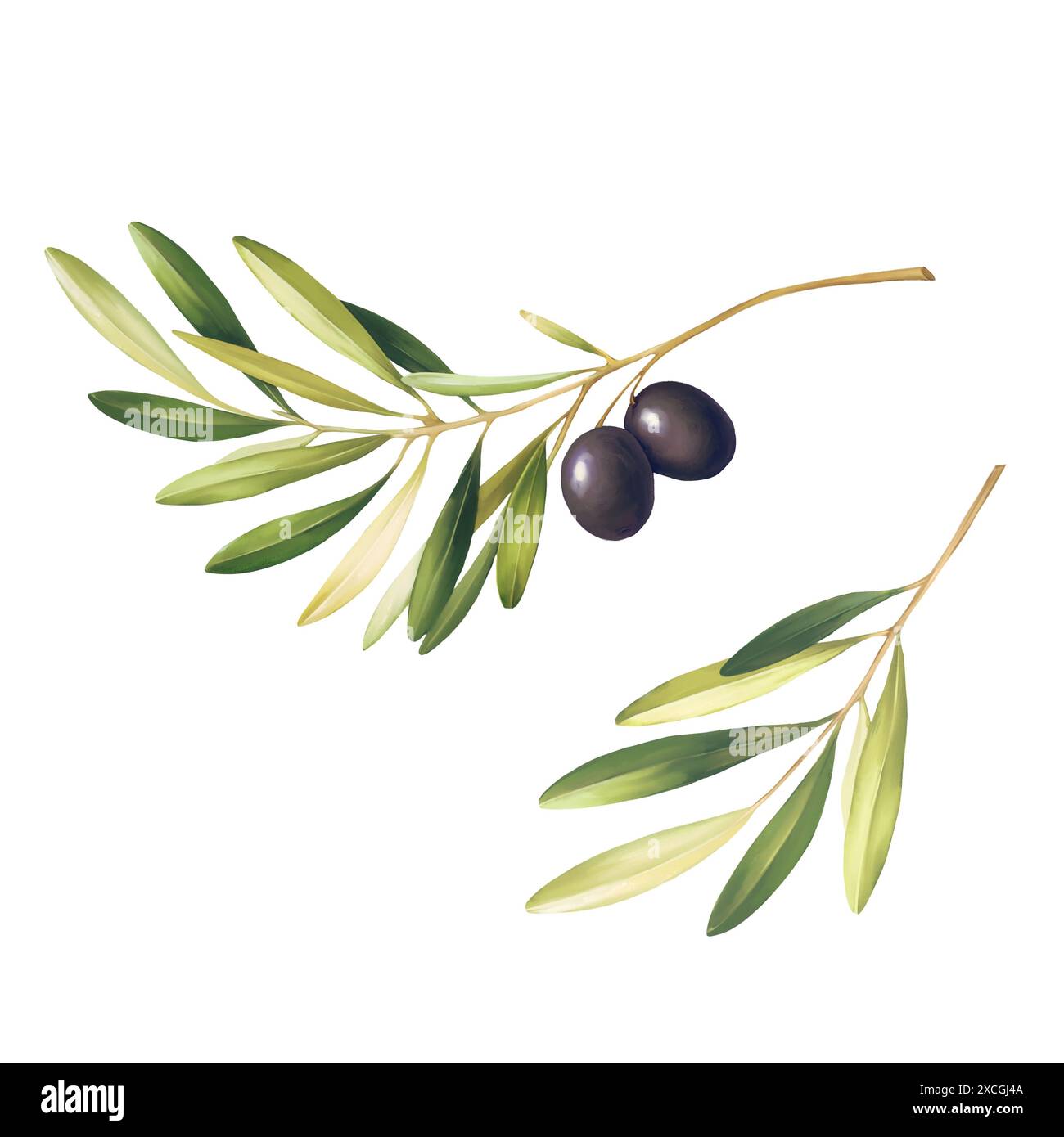 Branch of olive tree sketch hi-res stock photography and images - Alamy