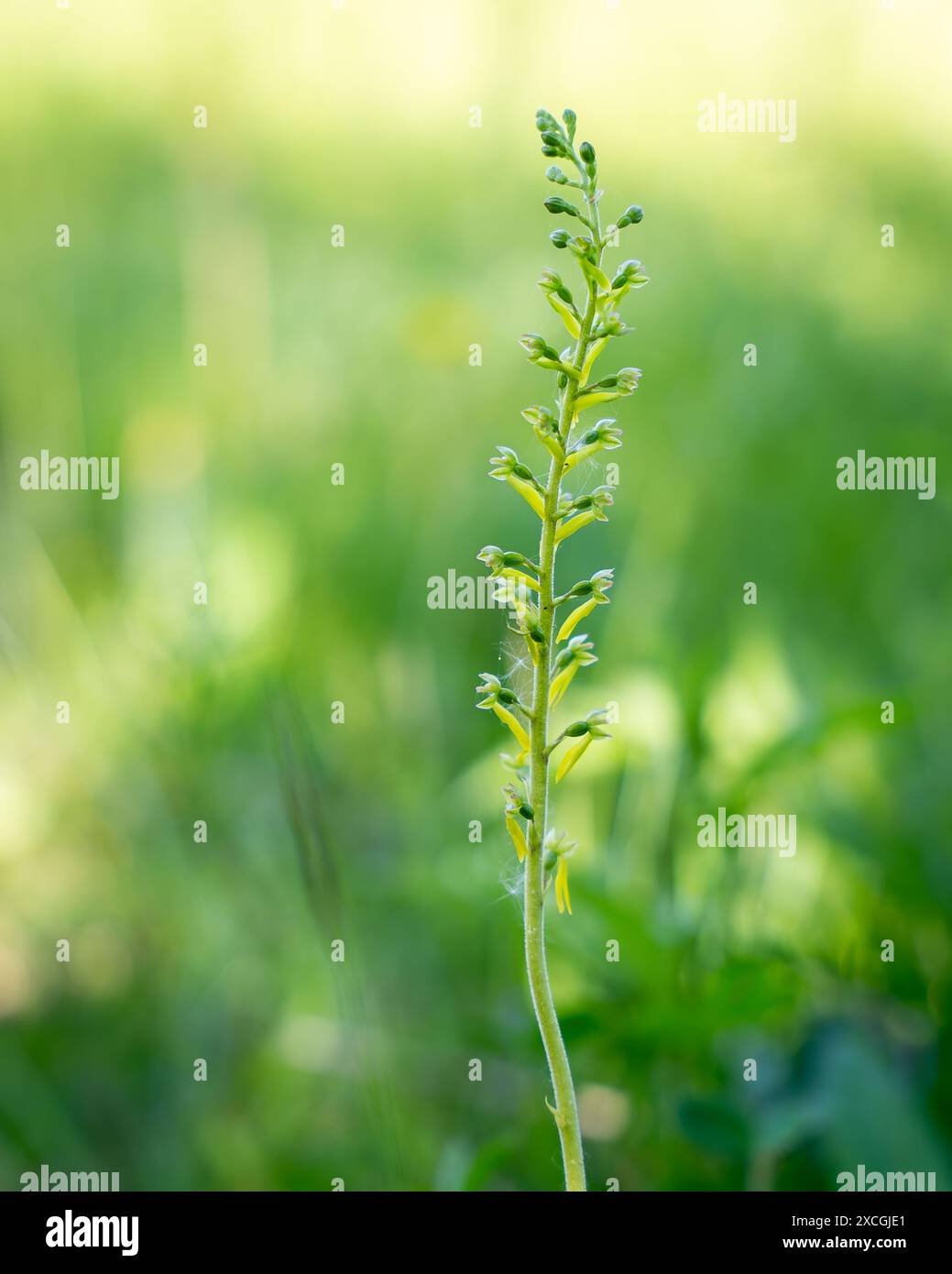 Common twayblade, Neottia ovata, in flower on chalk grassland. Close up ...