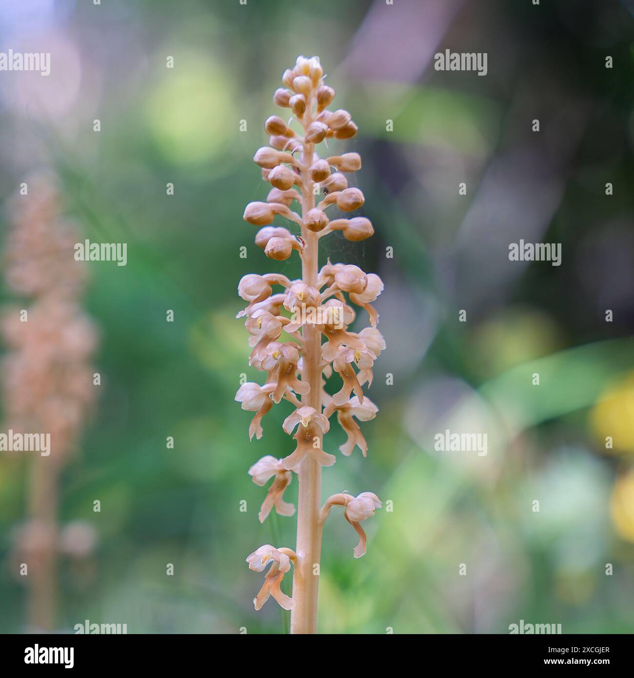 Bird`s Nest Orchid (Neottia nidus-avis). Flower spike in woodland. A ...