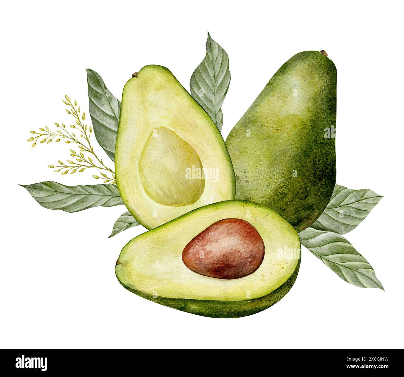 Watercolor avocado leaves and flowers illustration. Hand drawn ...