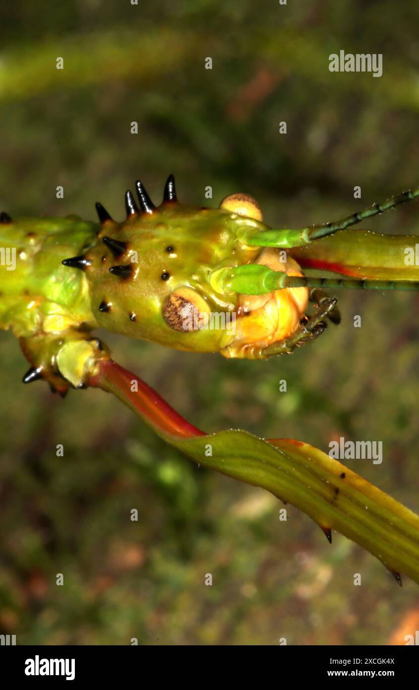 Macro head-shot of prickly stick insect Stock Photo - Alamy