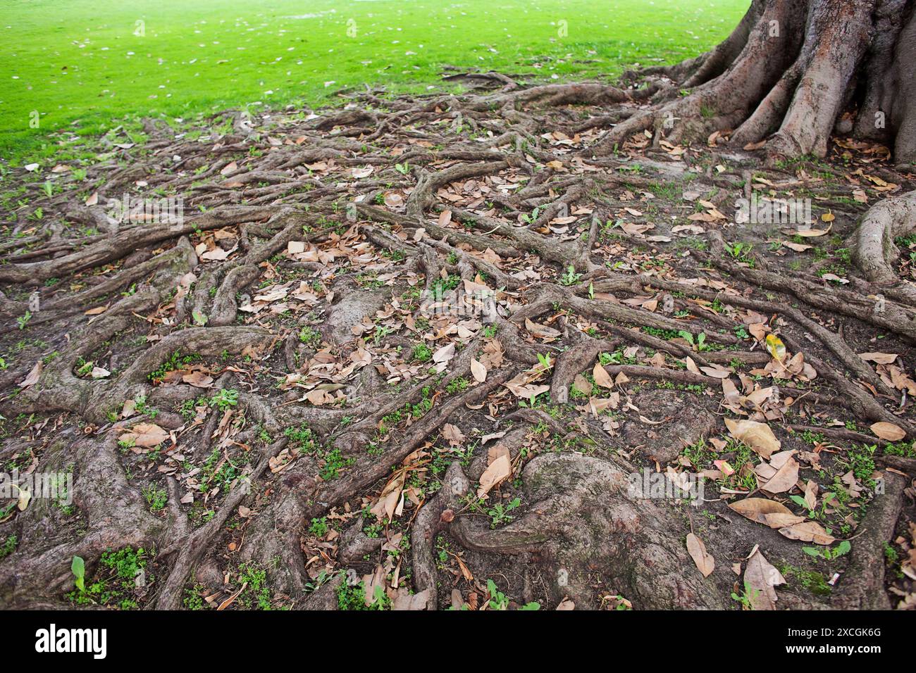 Tree roots sprawling on a garden floor Stock Photo - Alamy