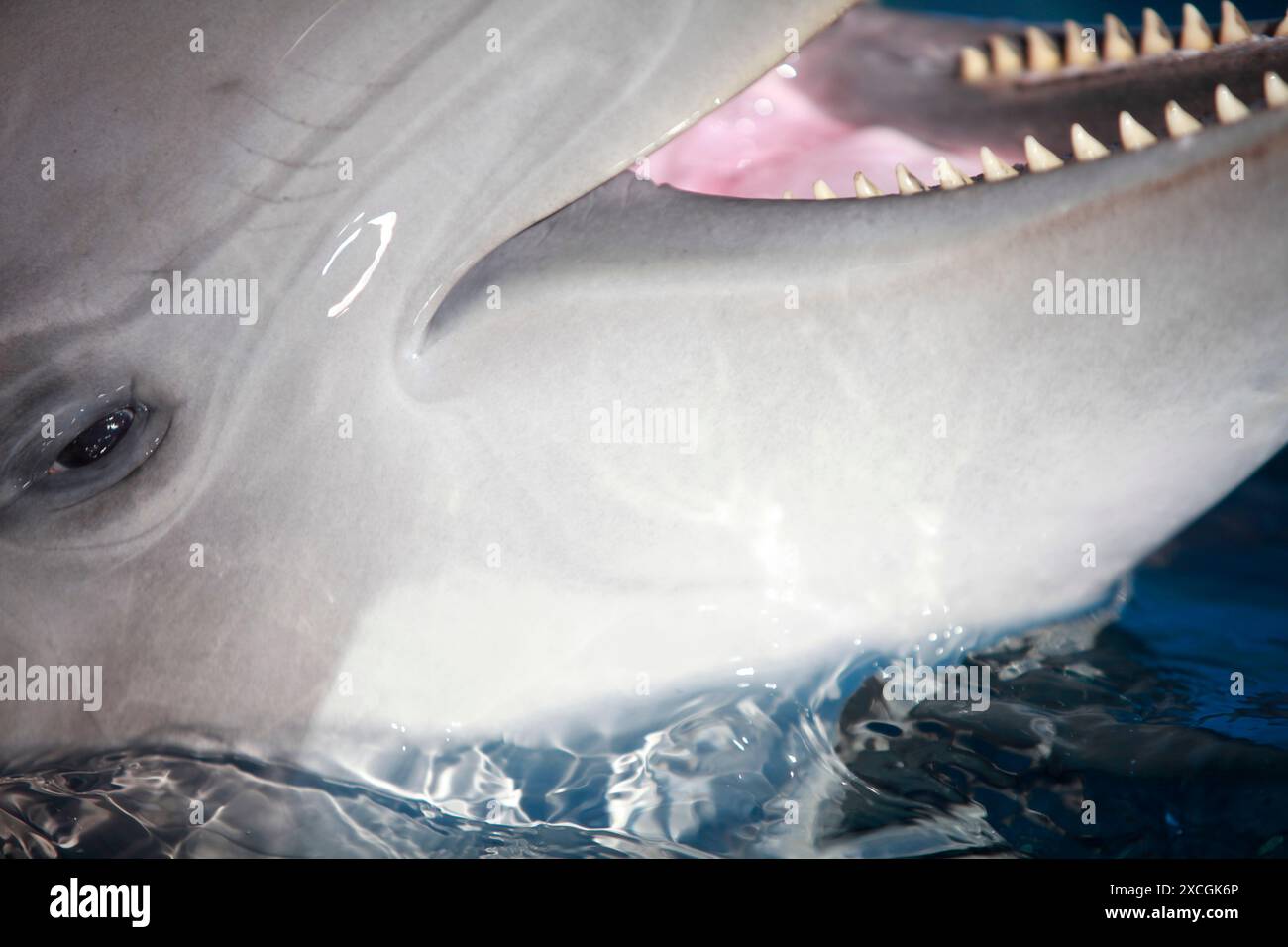 Dolphin head close up hi-res stock photography and images - Alamy