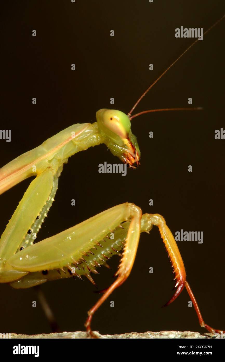 Female Springbok or South African mantis Stock Photo - Alamy