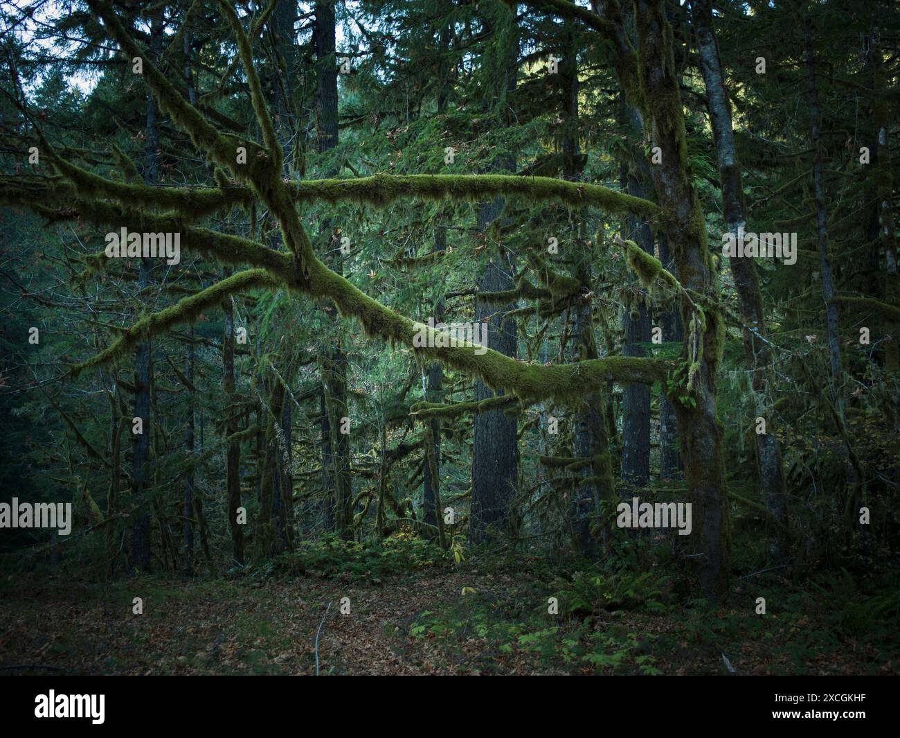 Lush green forest scene hi-res stock photography and images - Alamy