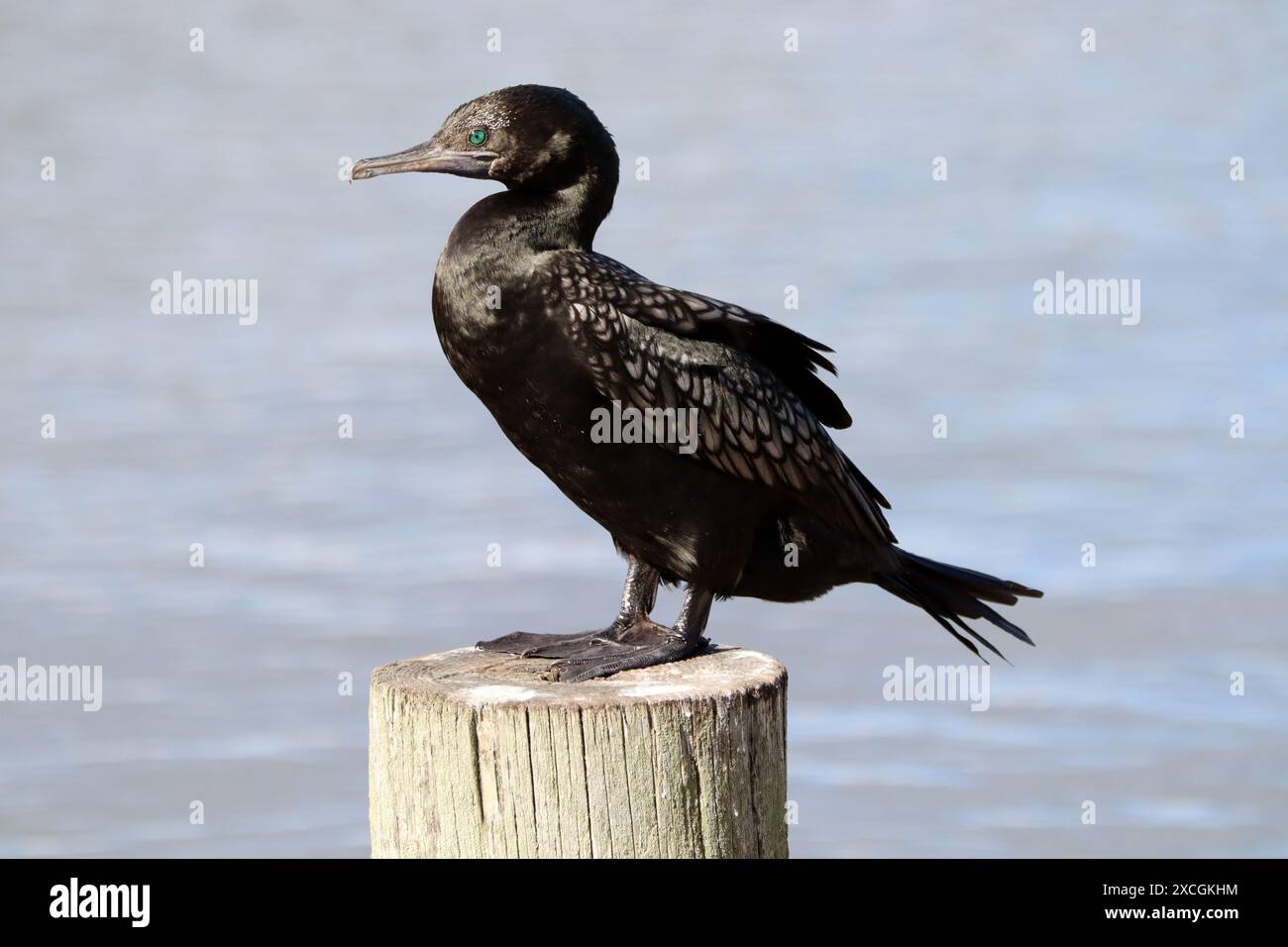 New Zealand little black cormorant standing on wharf post Stock Photo ...