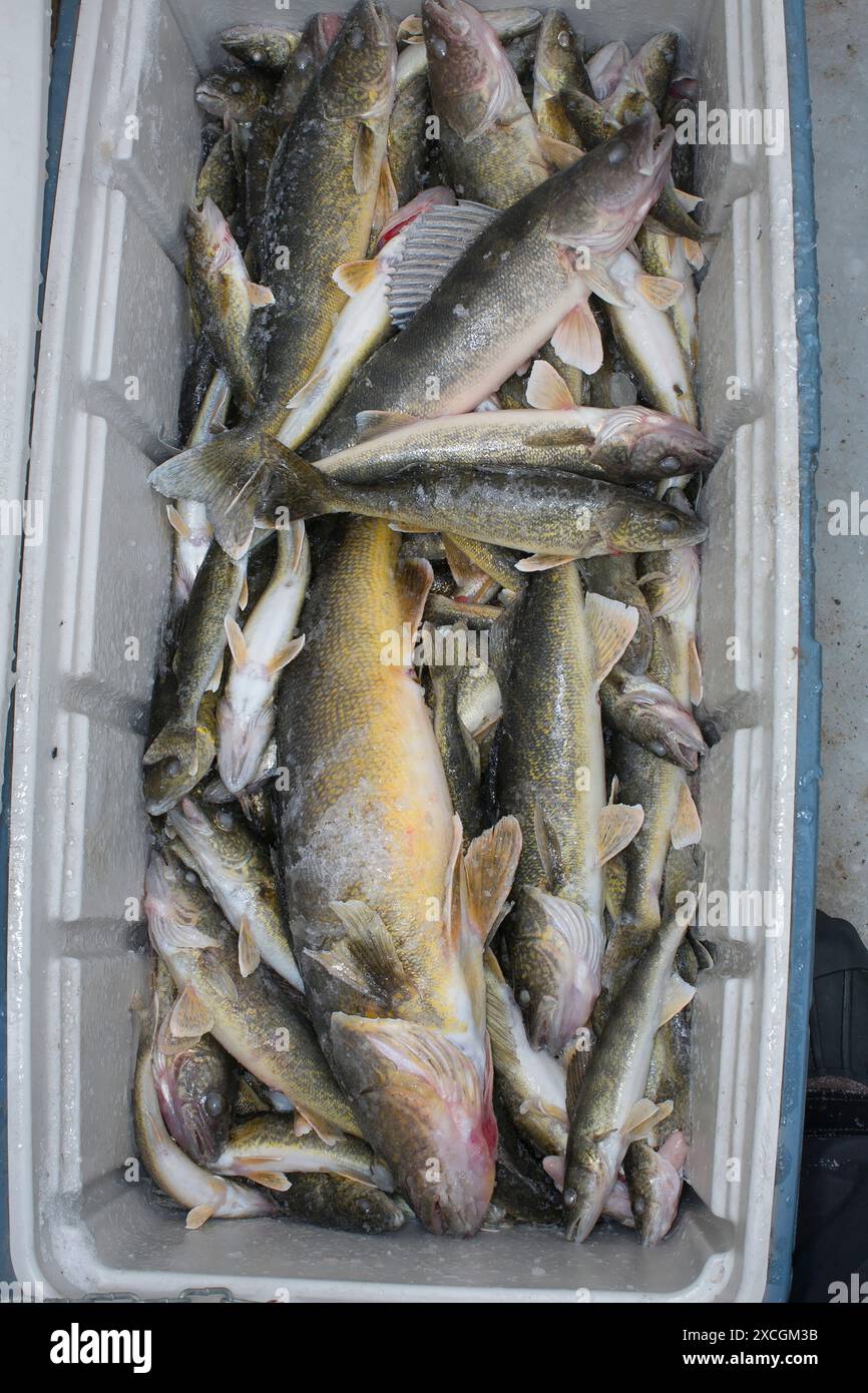 Catches of an angler in a plastic tray at worldâ€™s largest ice fishing ...