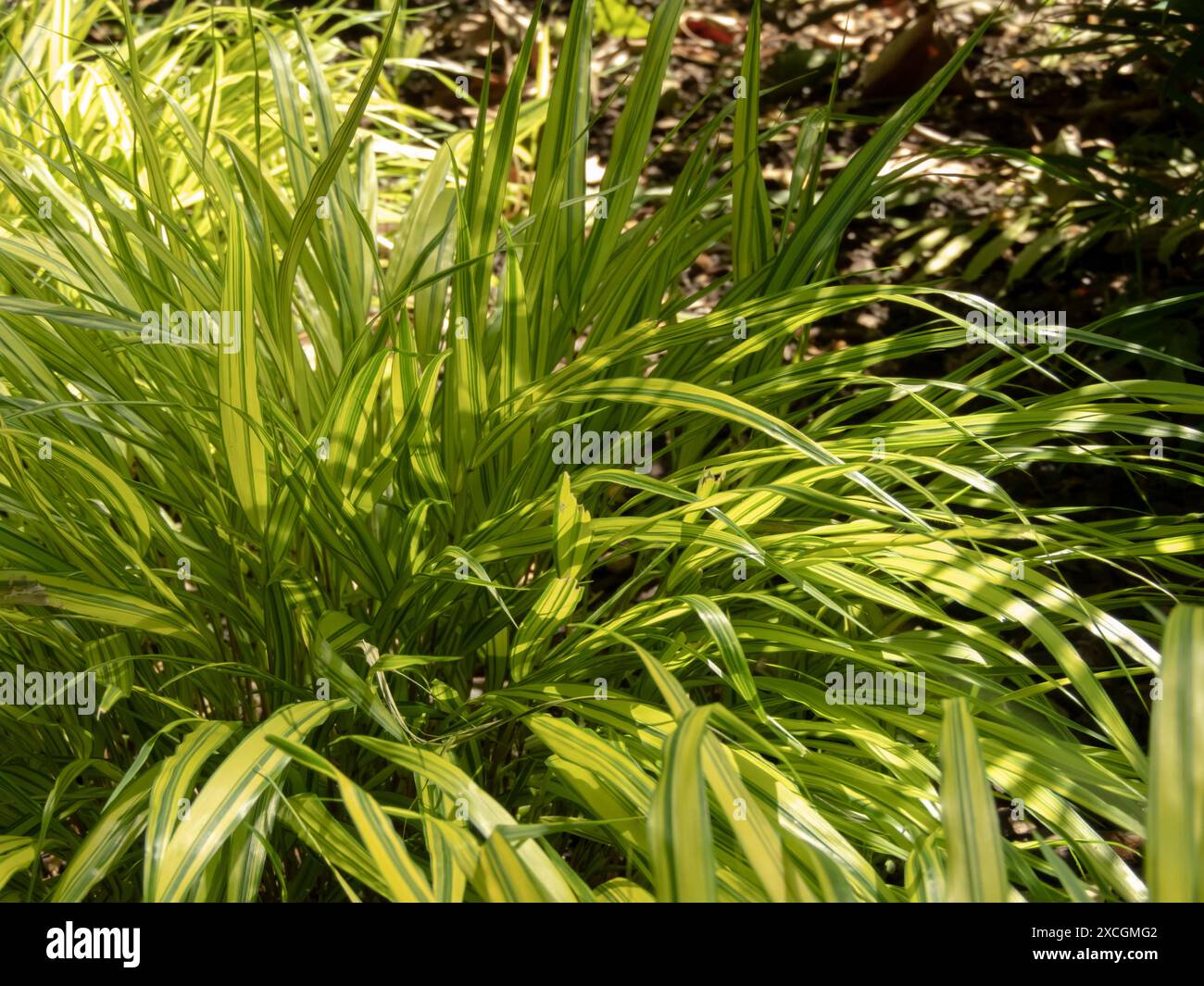 Ga ornamental hi-res stock photography and images - Alamy